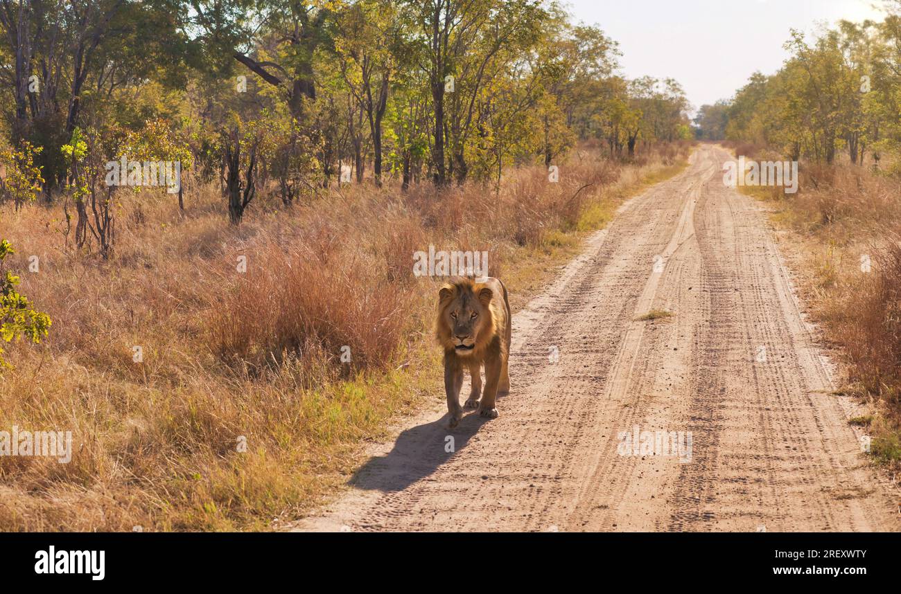 African Lion Walking on the road of Hwange National Park Stock Photo ...