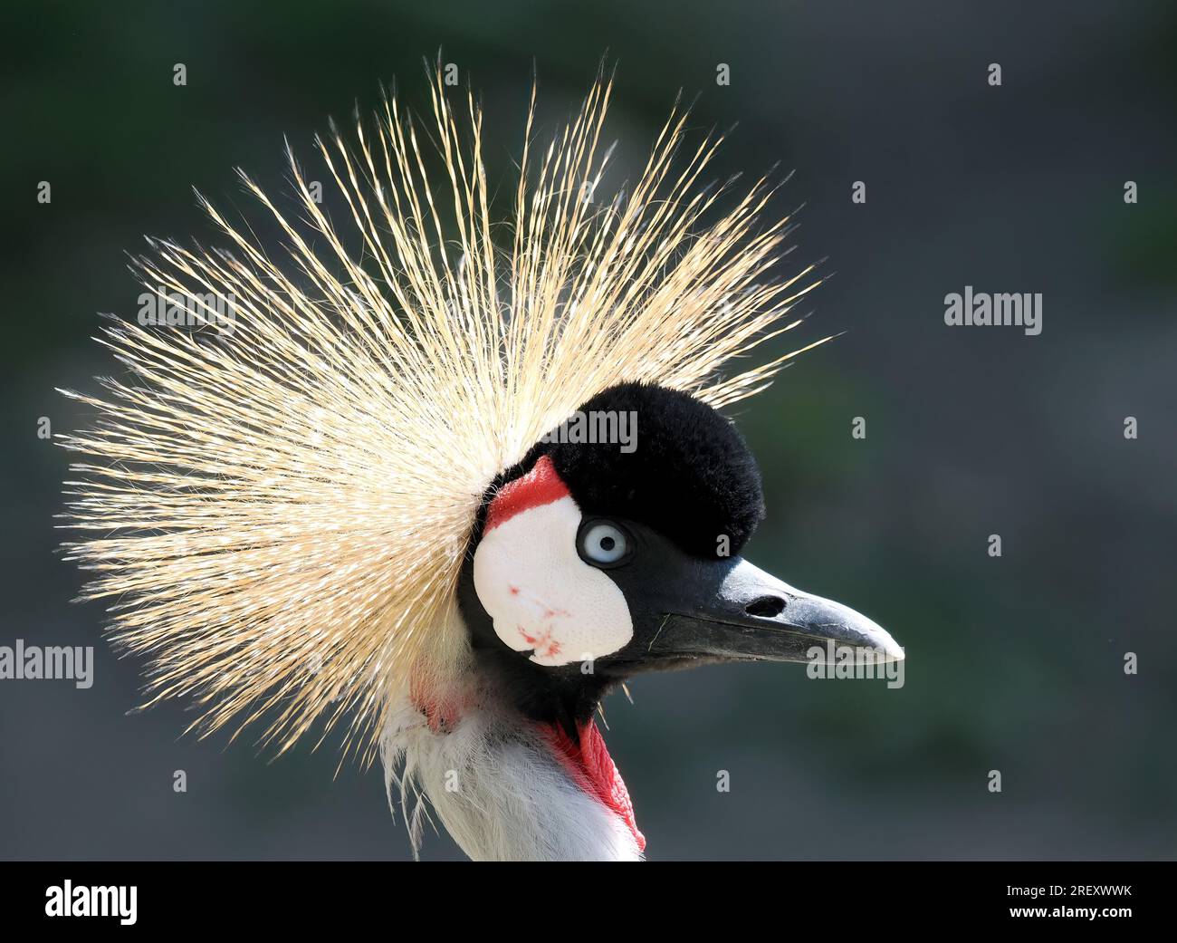 Grey crowned crane, Südafrika-Kronenkranich, Grue royale, Balearica ...