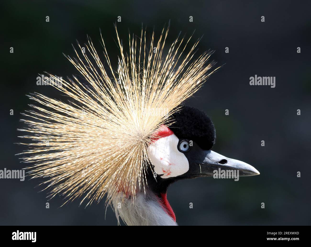 Grey crowned crane, Südafrika-Kronenkranich, Grue royale, Balearica ...