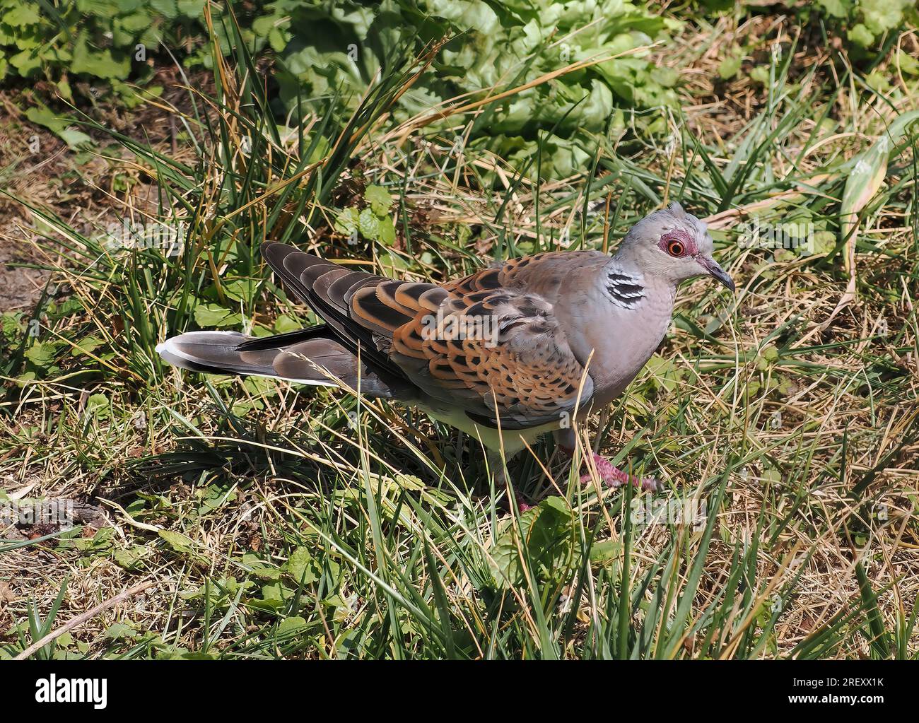 European turtle dove, Turteltaube, Tourterelle des bois, Streptopelia turtur, vadgerle, Hungary ...