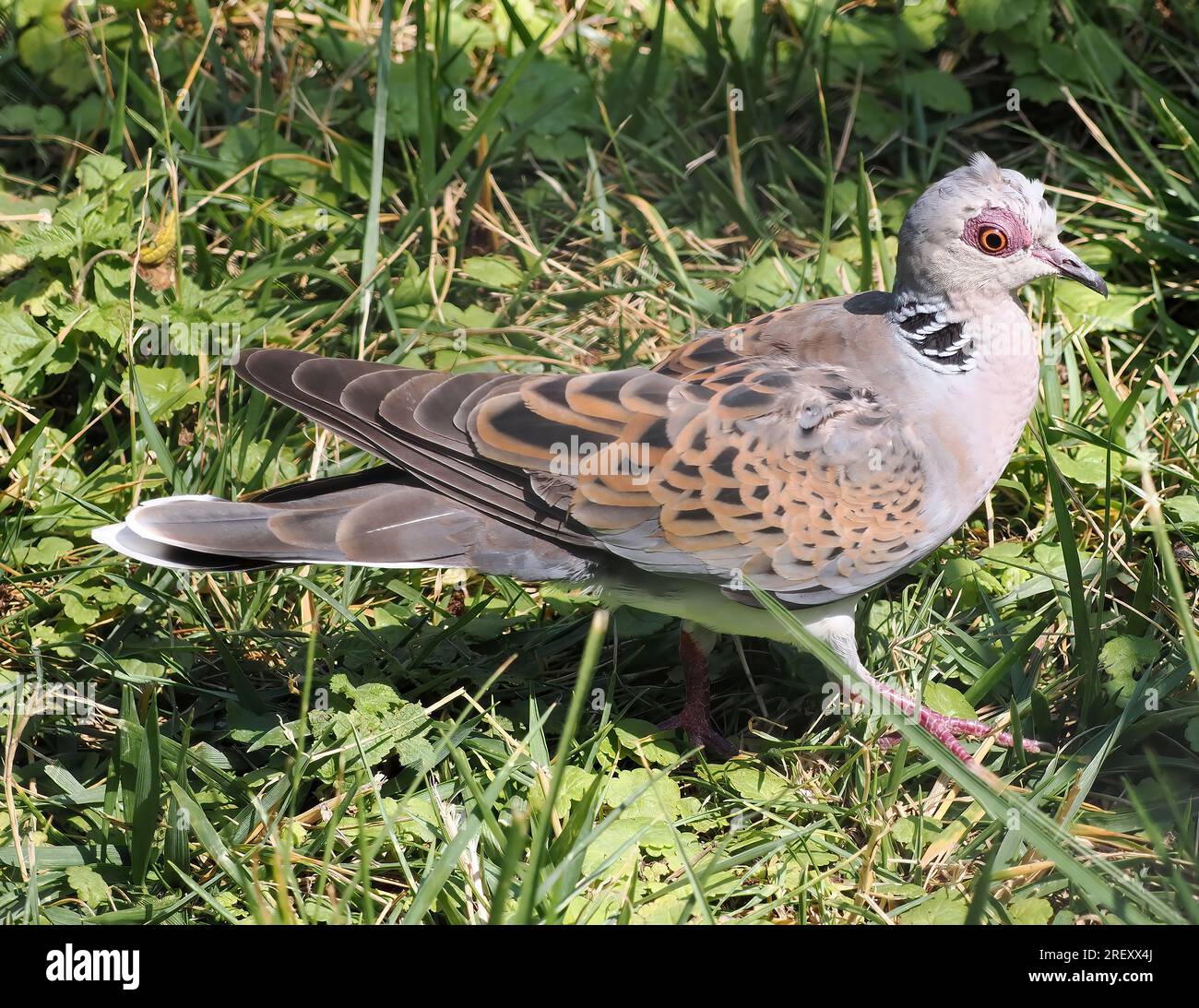 Turteltaube streptopelia turtur hi-res stock photography and images - Alamy