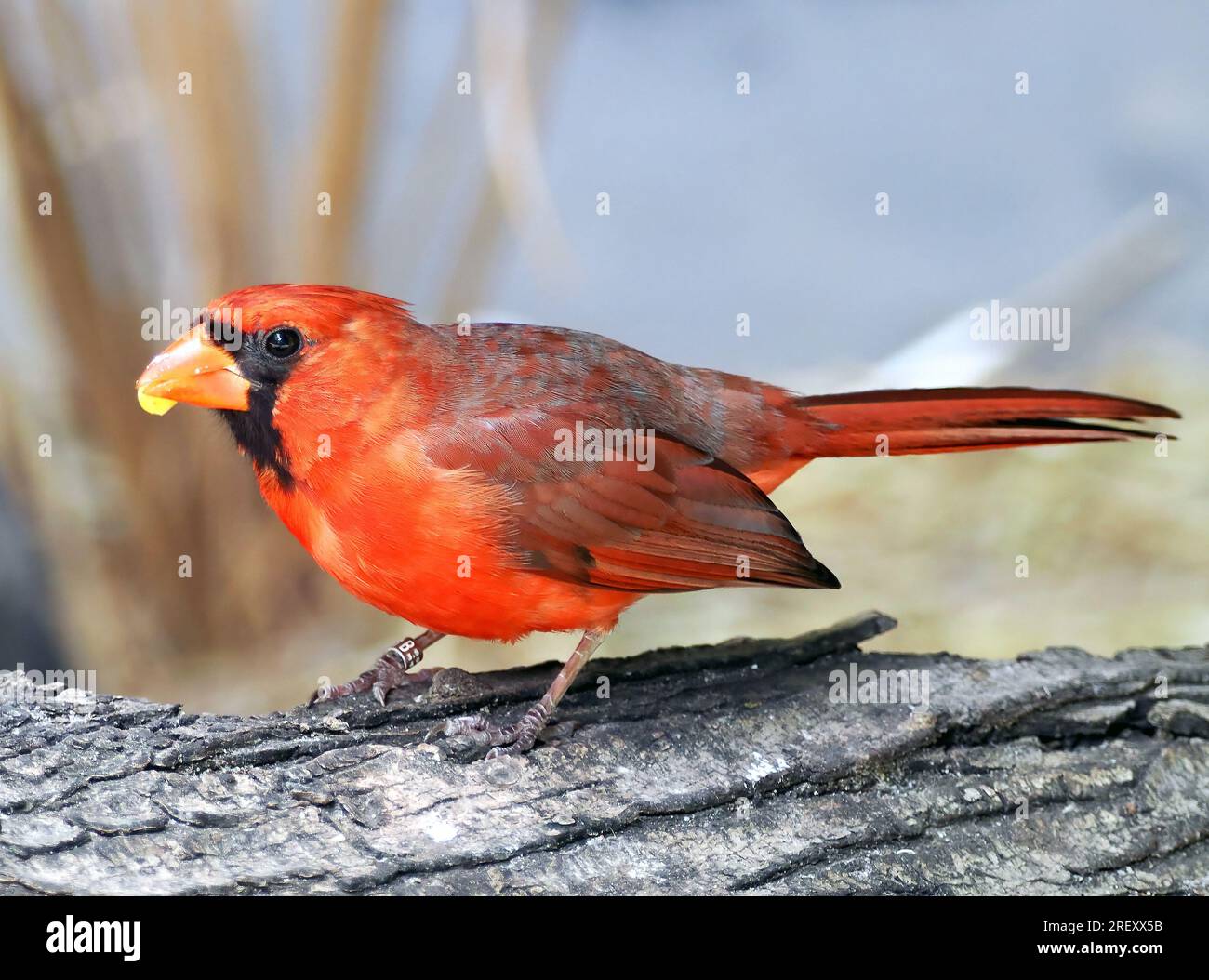 Northern cardinal, redbird, common cardinal, red cardinal, Rotkardinal ...