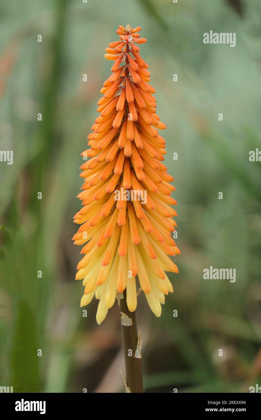 Closeup of a single upright summer flowering upright flower spike of ...