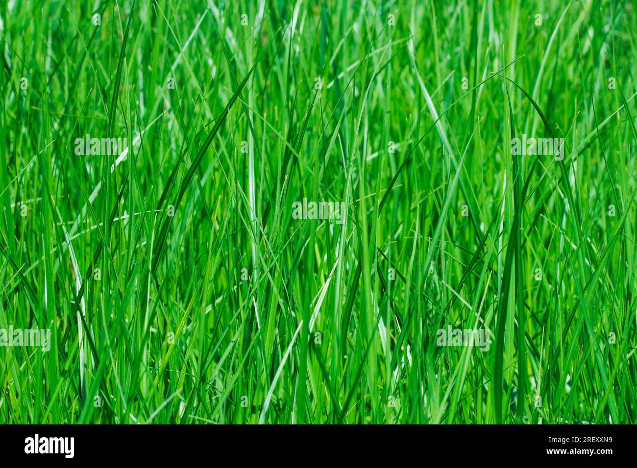 Close up meadow grass hi-res stock photography and images - Alamy