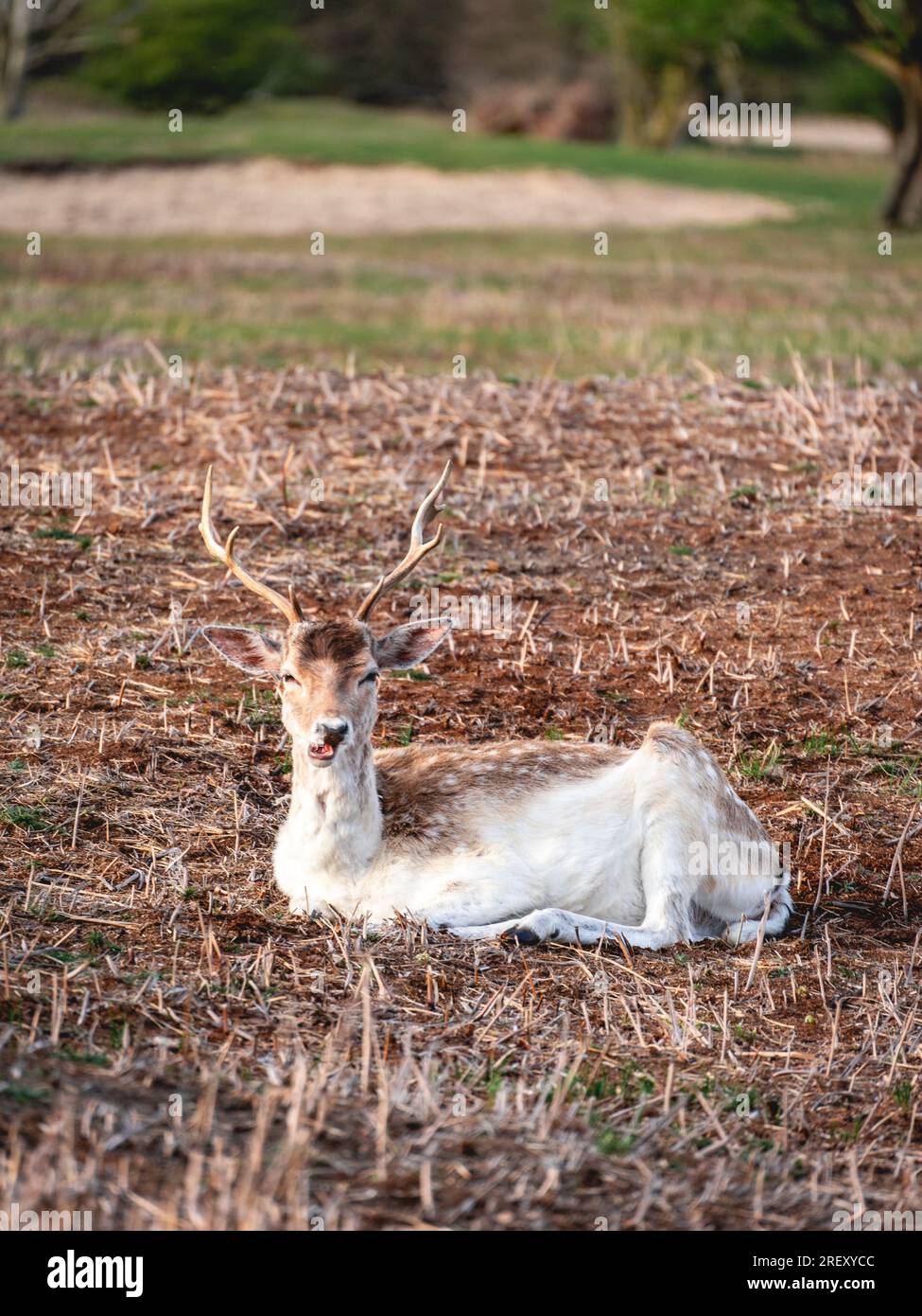 Fallow deer in the national park Amsterdamse waterleidingduinen, The ...
