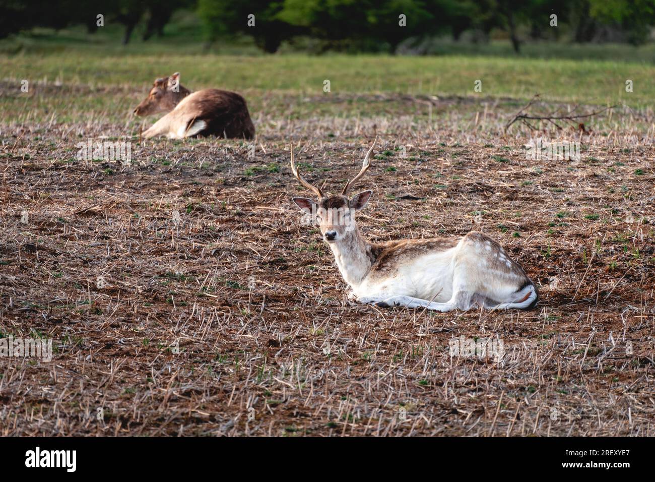 Fallow deer in the national park Amsterdamse waterleidingduinen, The ...