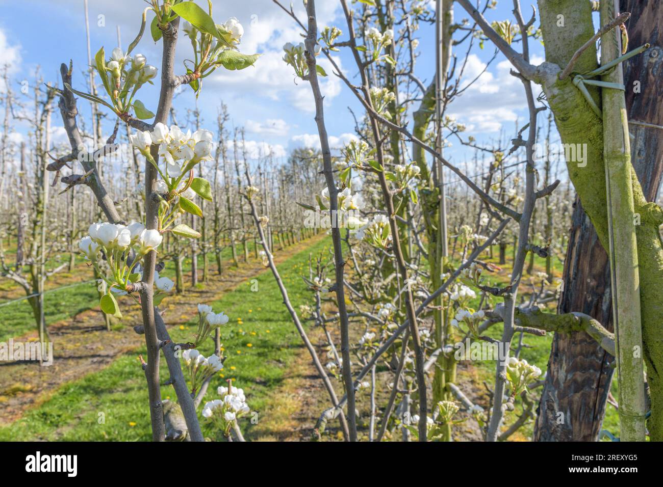 Pear tree in bloom. Close up. Pear trees in april Stock Photo - Alamy