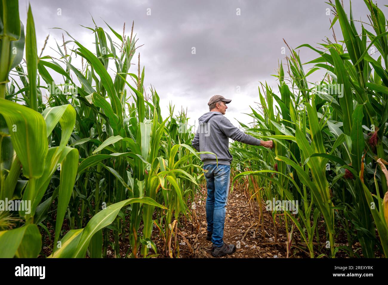 Farmer examining corn maize crop hi-res stock photography and images ...