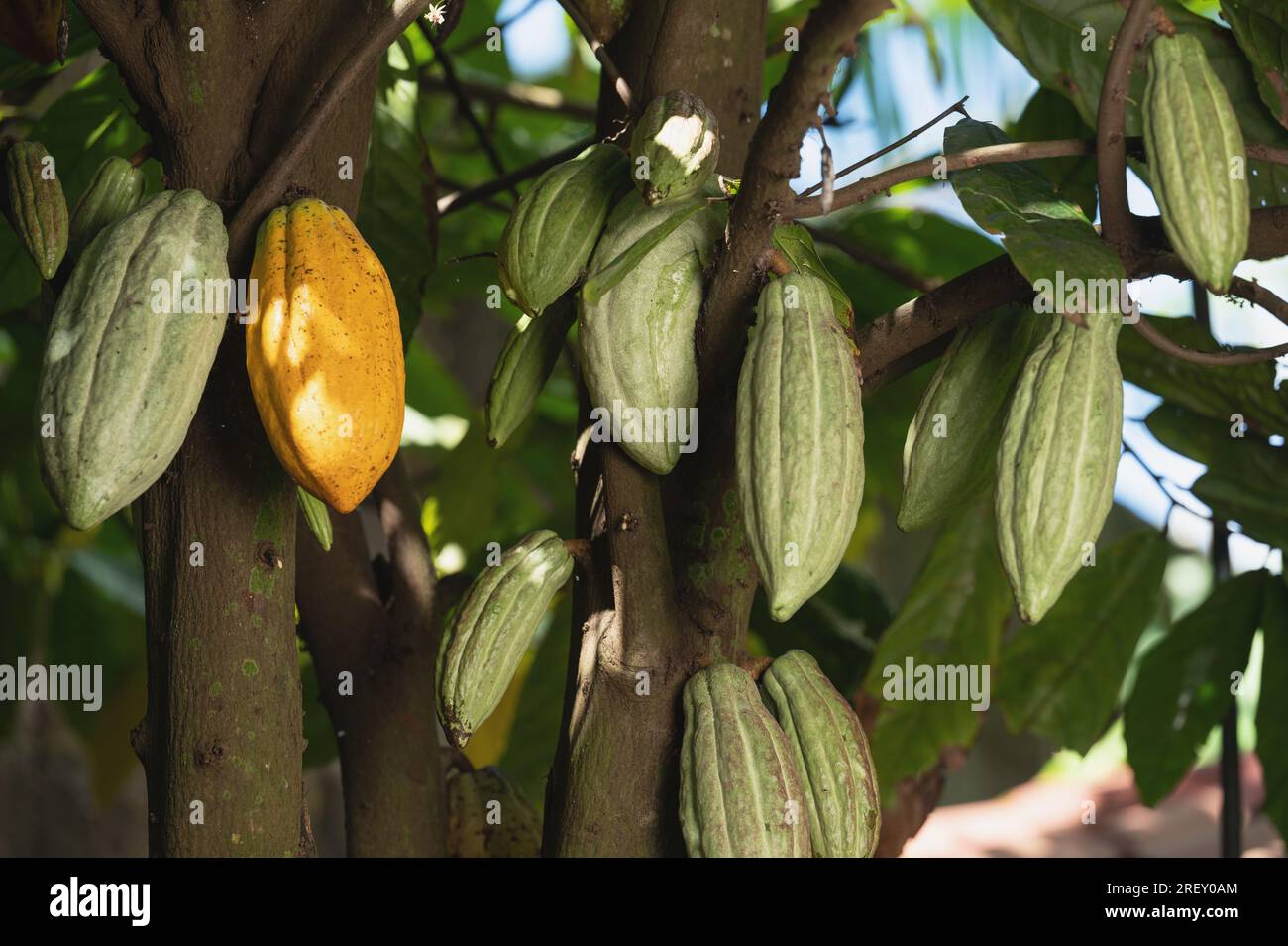Cocoa pods leaves hi-res stock photography and images - Alamy