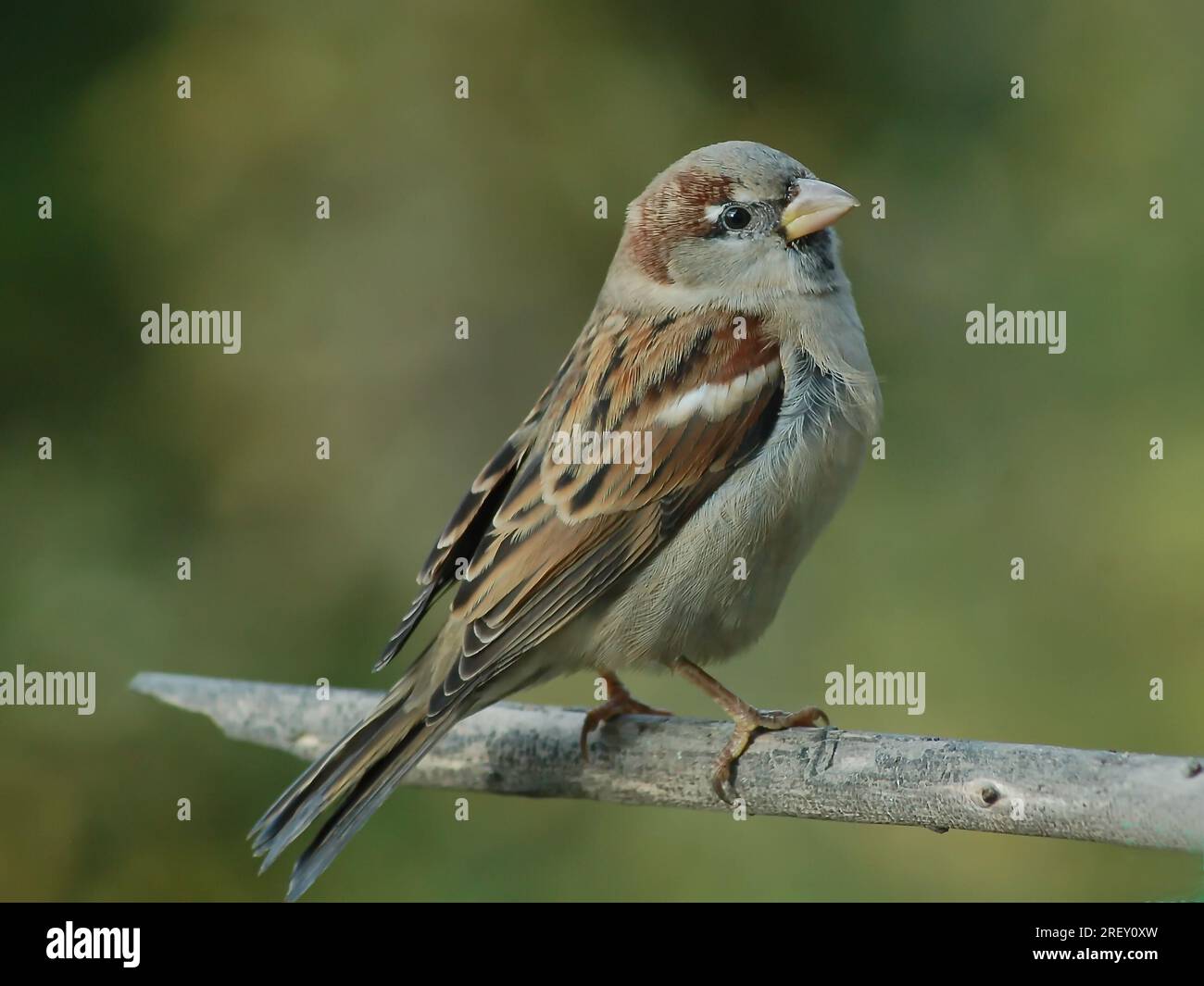 The Old World sparrows are indigenous to Europe, Africa and Asia Stock ...