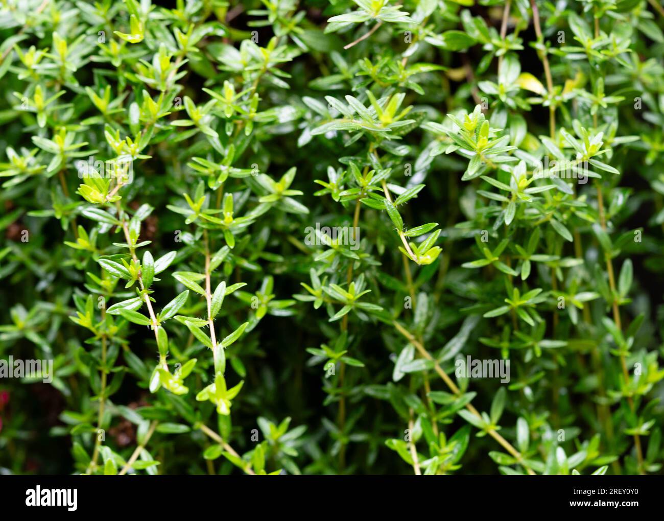 dried and fresh Thymus vulgaris delicious kitchen herbs Stock Photo - Alamy
