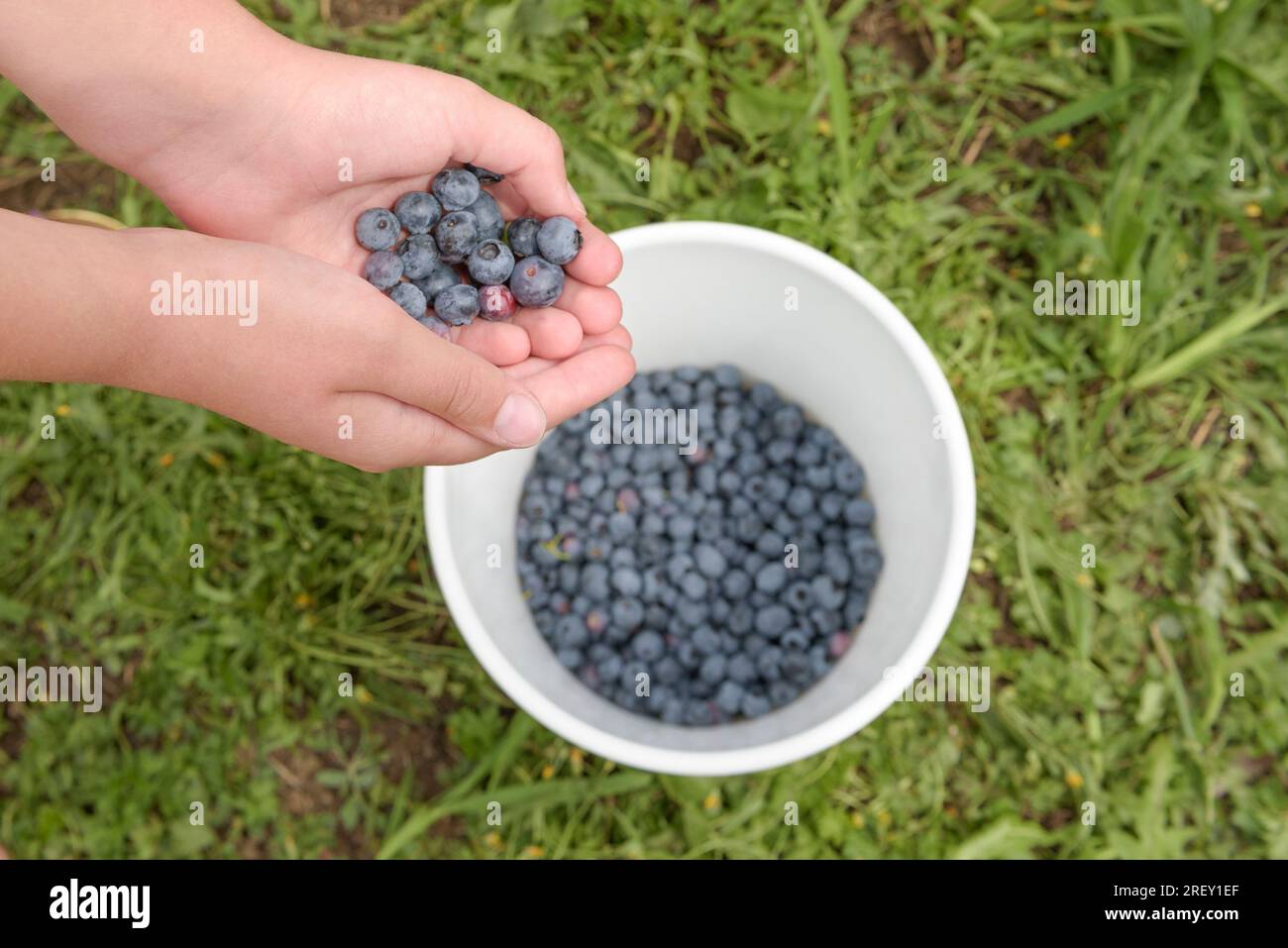Ripe blueberries close-up in harvest. girl hands throws berries into a ...