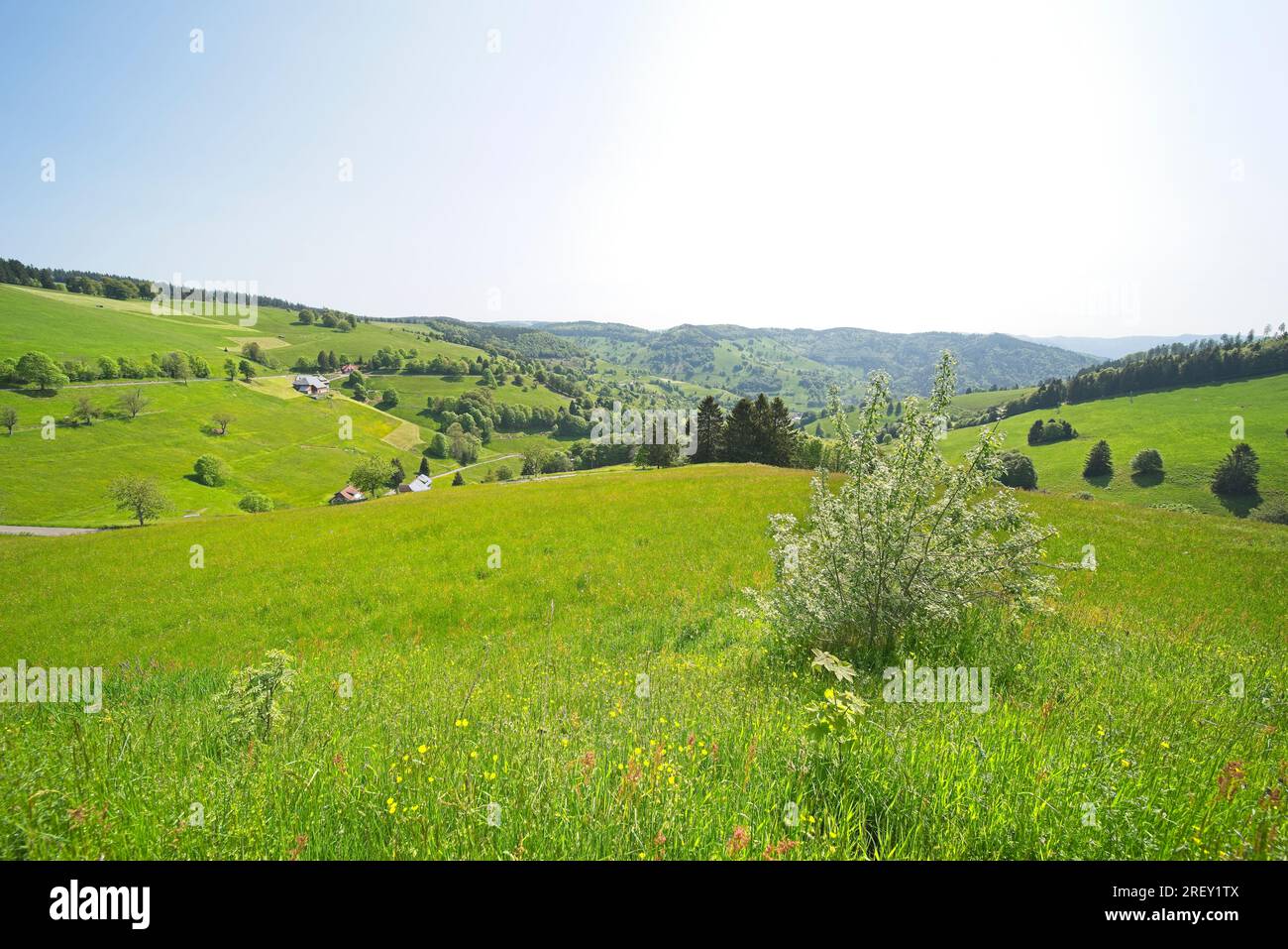 Forest way in summer in germany hi-res stock photography and images - Alamy