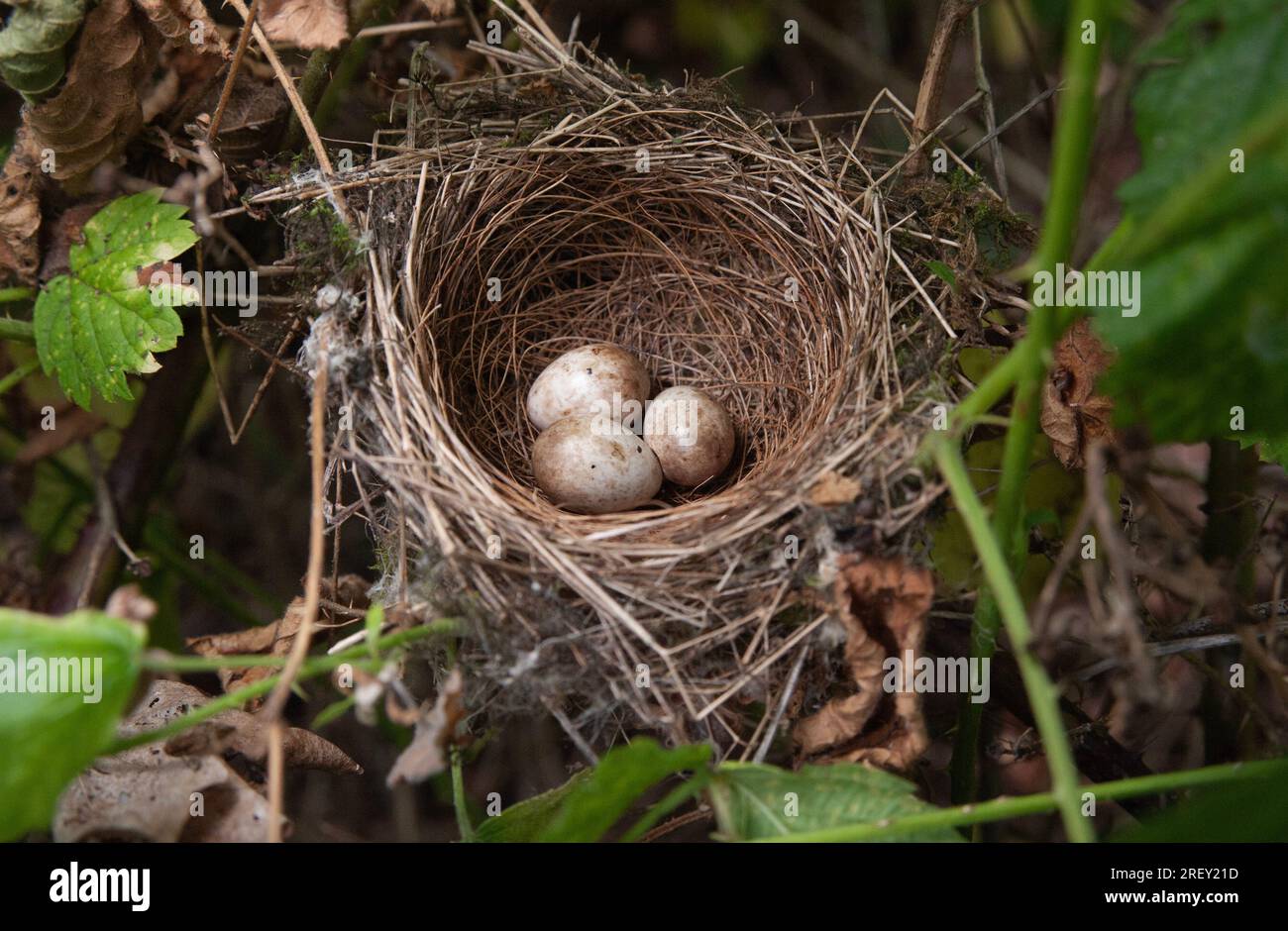 Blackcap eggs in nest hi-res stock photography and images - Alamy