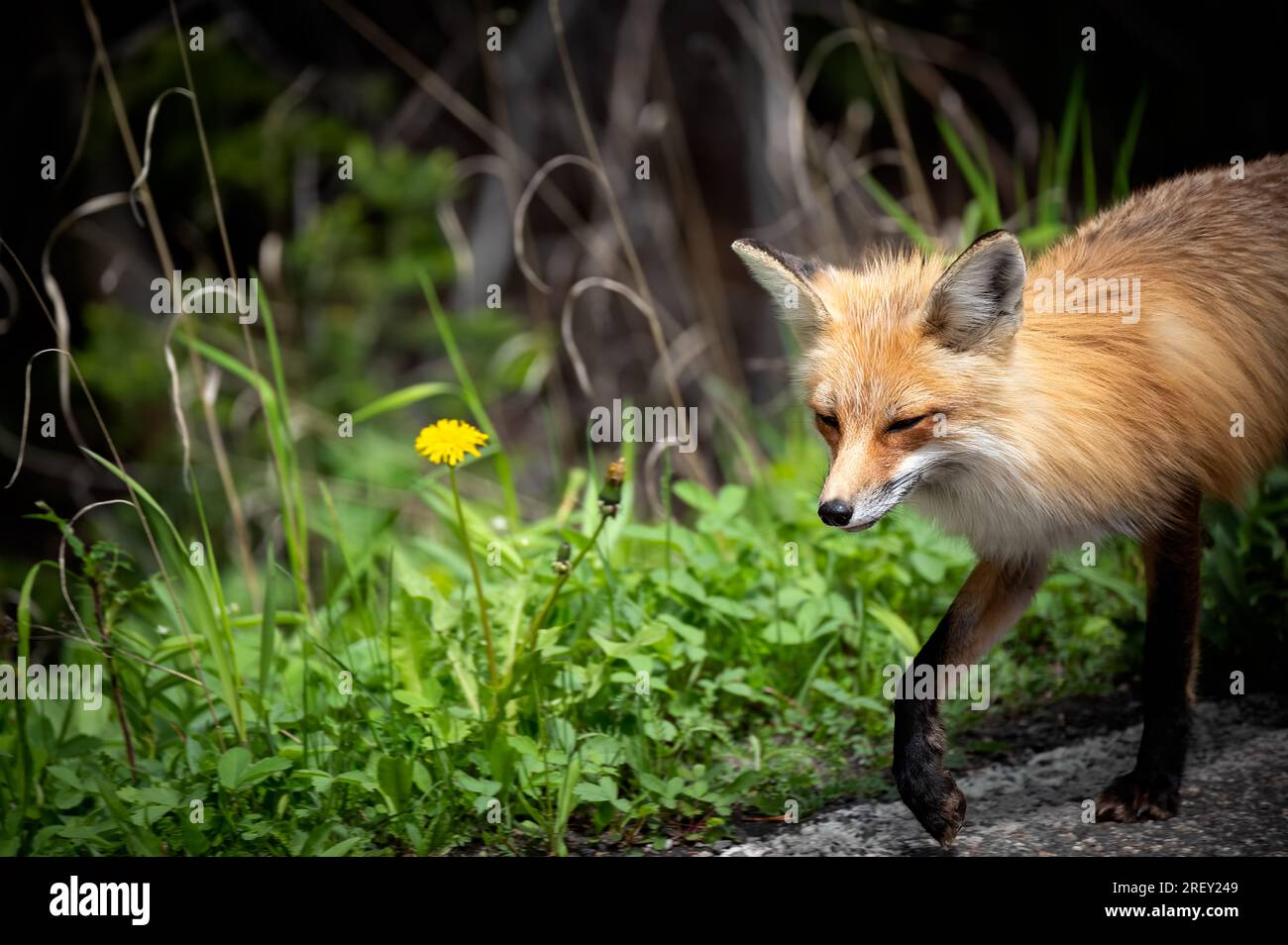 Red Fox walking in Yellowstone National Park Stock Photo - Alamy