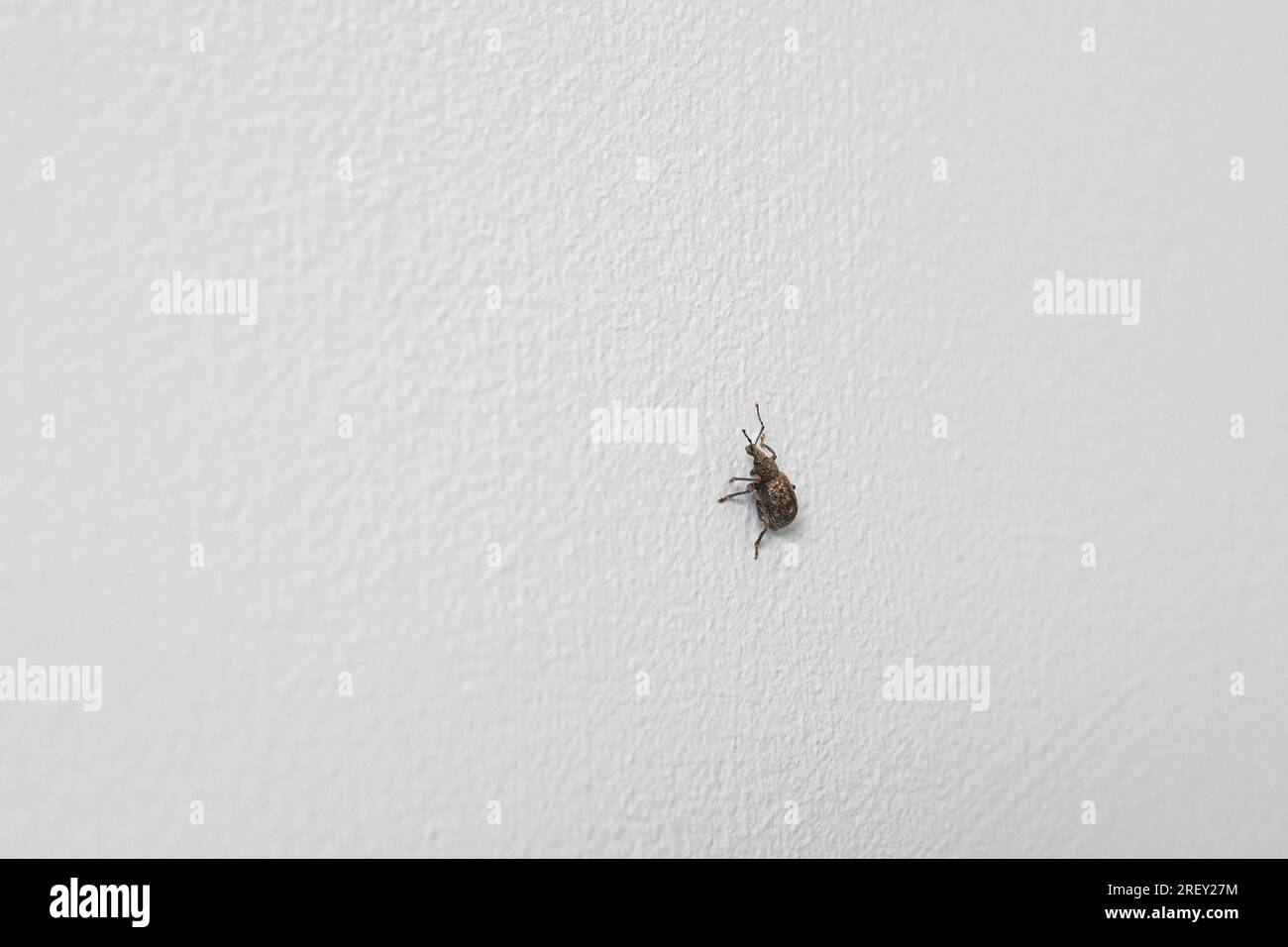 Weevil, family Curculionidae, or rove beetle. Inside the house crawls ...
