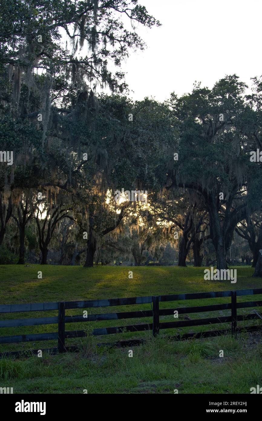 Trees on a ranch in Florida covered with Spanish Moss Stock Photo - Alamy