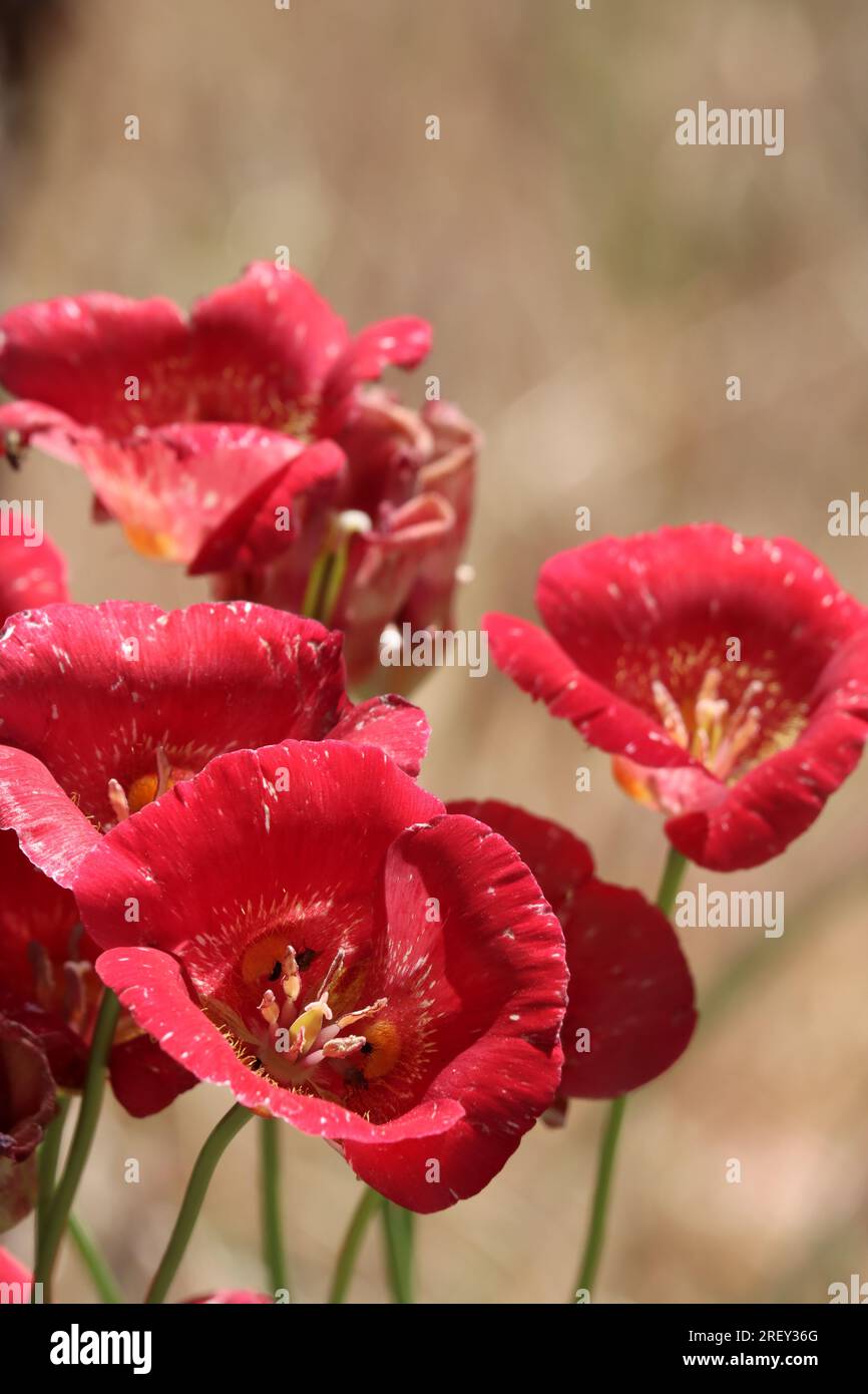 Butterfly Mariposa Lily, Calochortus Venustus, a native perennial herb ...