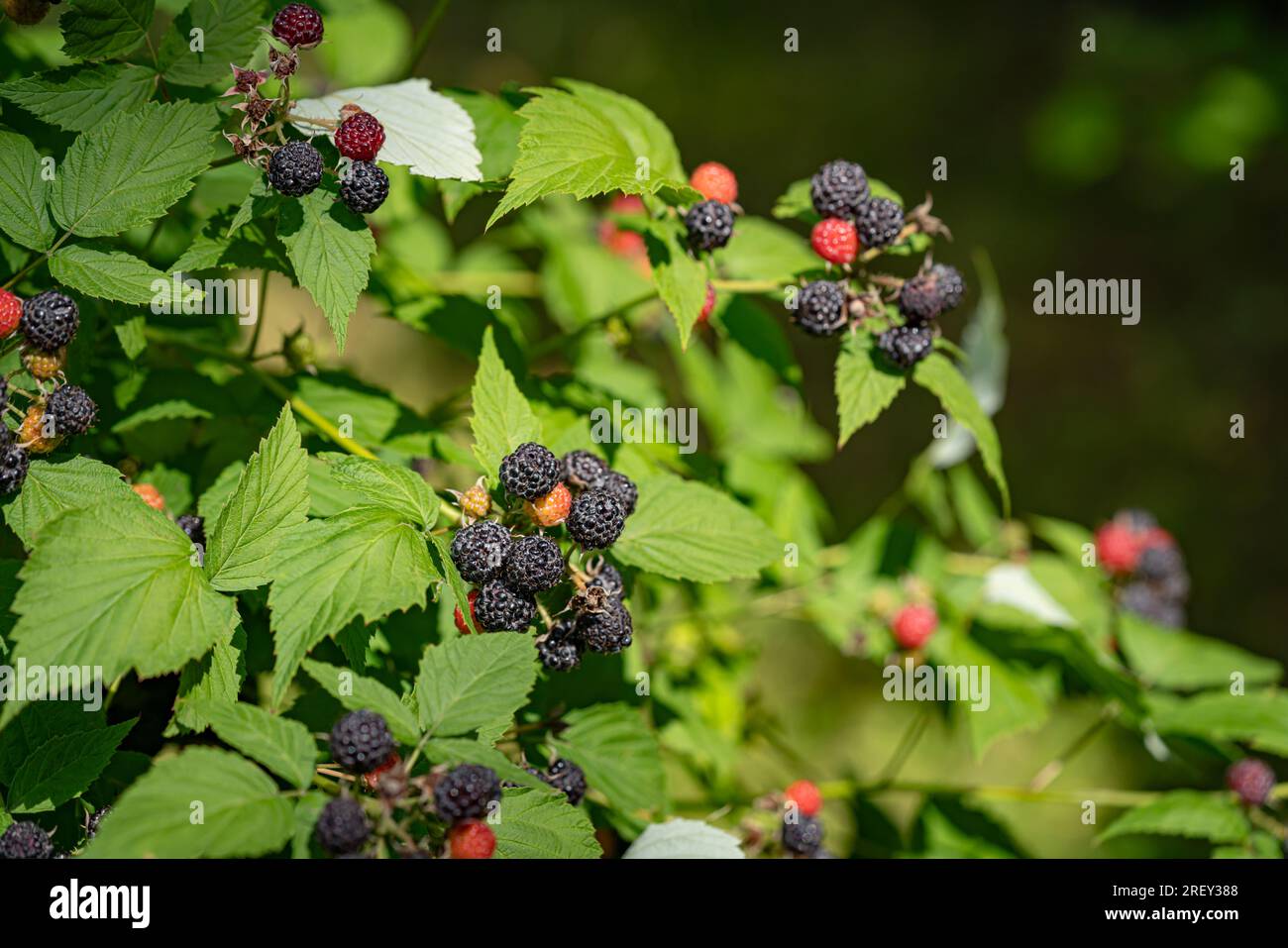 Black raspberry, Rubus occidentalis Stock Photo - Alamy