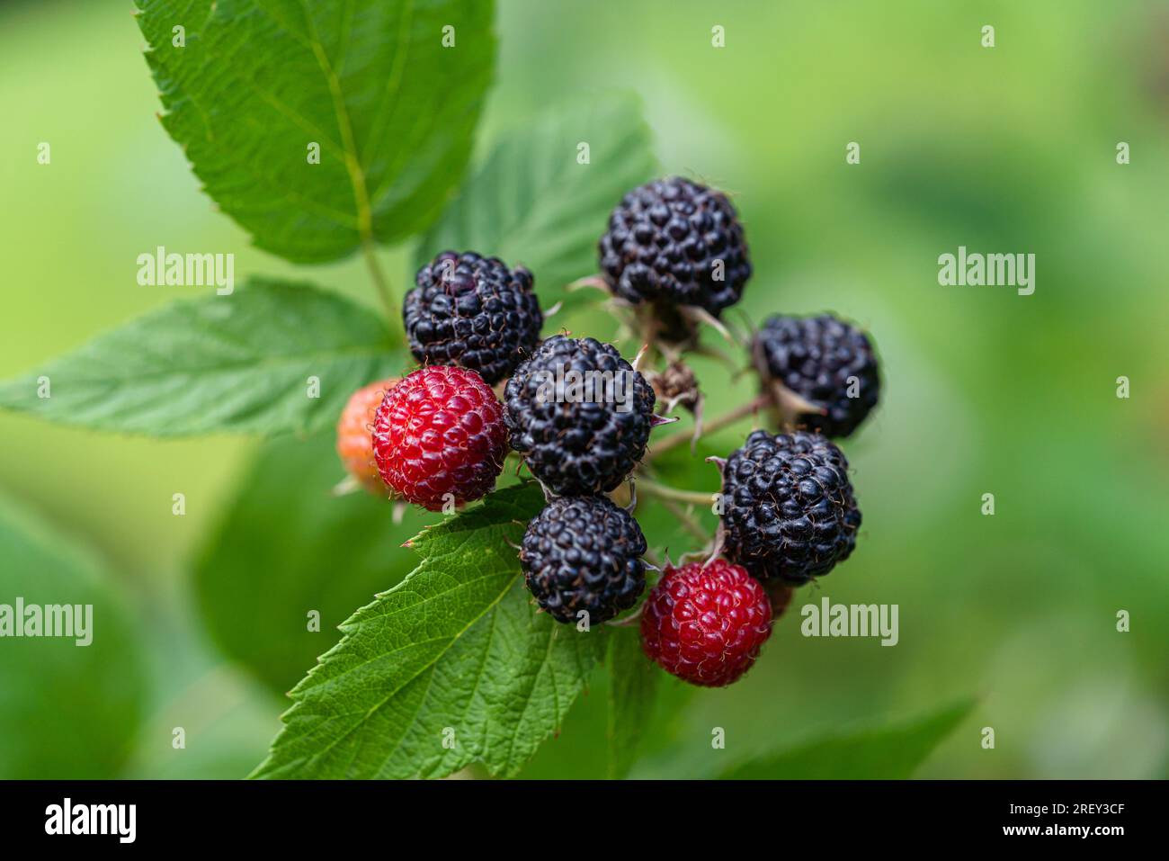 Black raspberry, Rubus occidentalis Stock Photo - Alamy