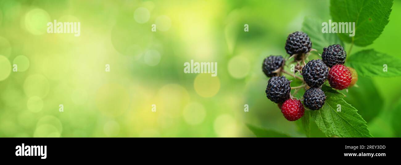 Black raspberry, Rubus occidentalis Stock Photo - Alamy