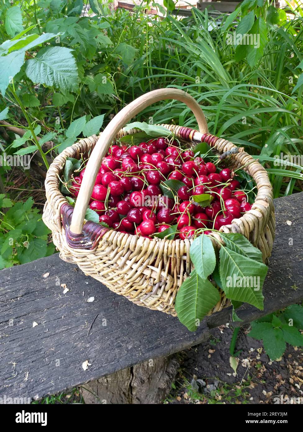 Summer Background A Wicker Basket Full Of Red Ripe Cherries Among