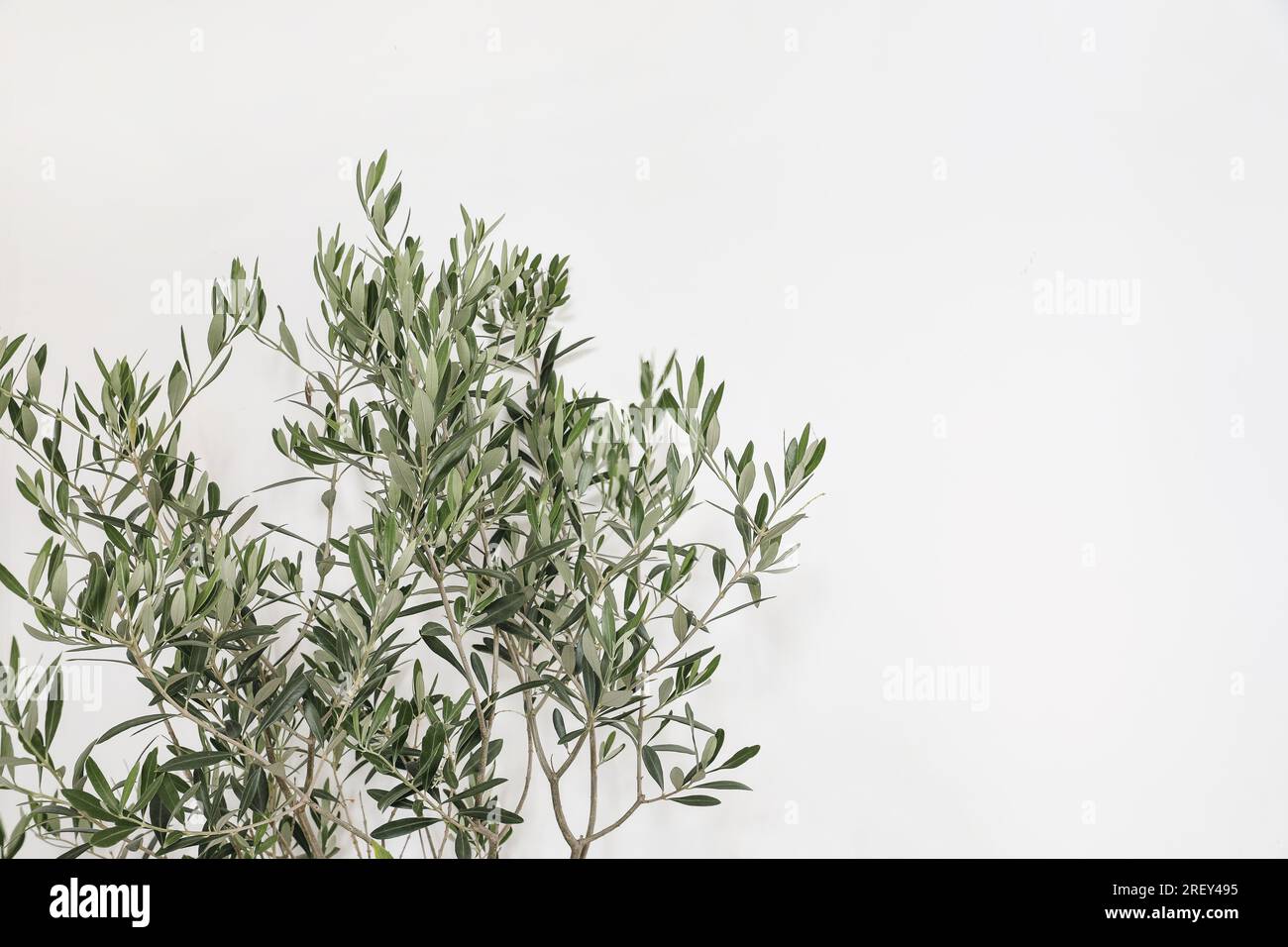 Decorative floral corner. Closeup of olive tree leaves and branches ...