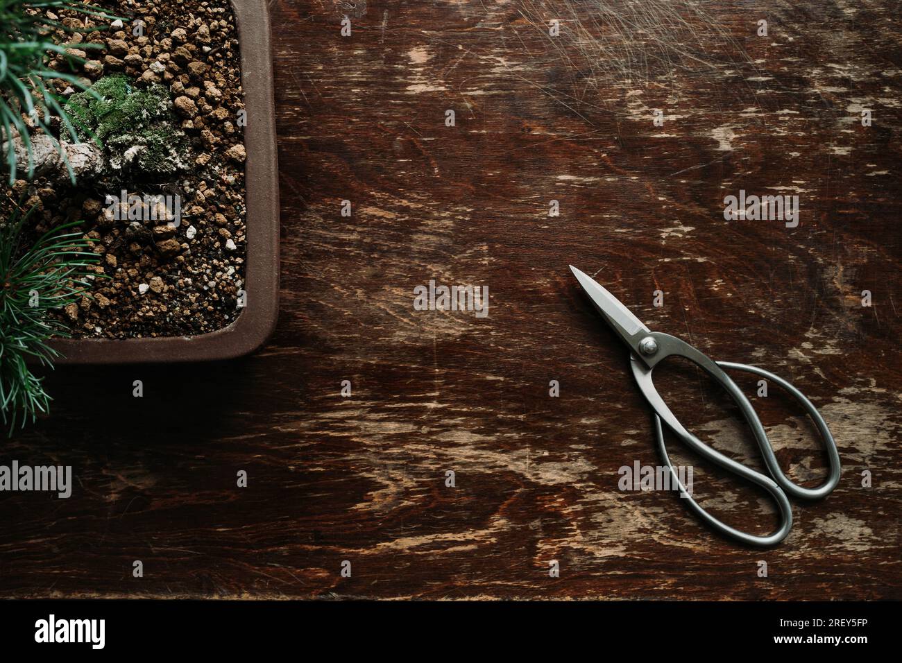 Bonsai tree and shear top view on a rustic wooden table in moody ...