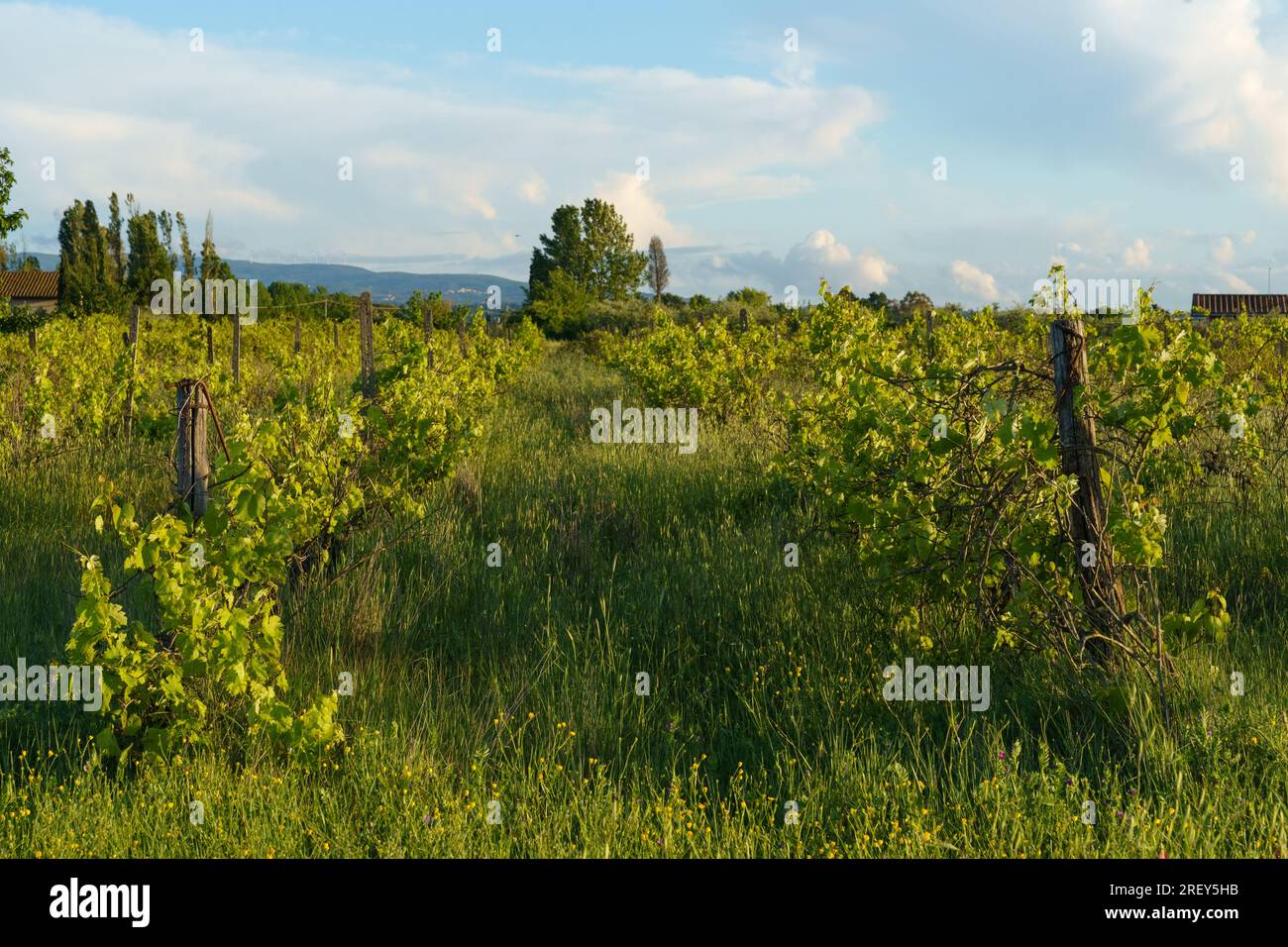 Grapes growing vineyard village background hi-res stock photography and ...
