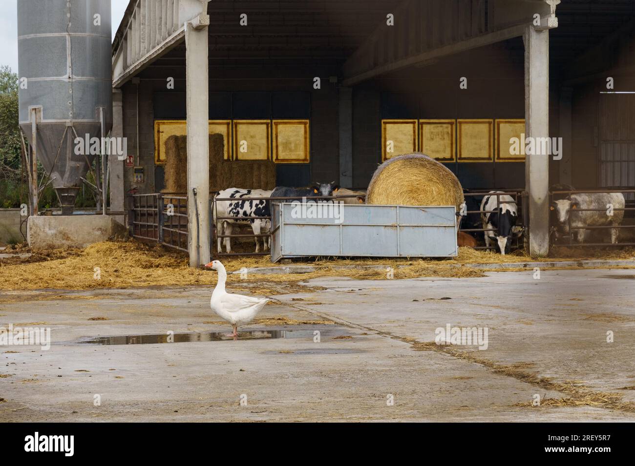 Calves in a covered farm pen behind a fence on a dairy farm. In front ...