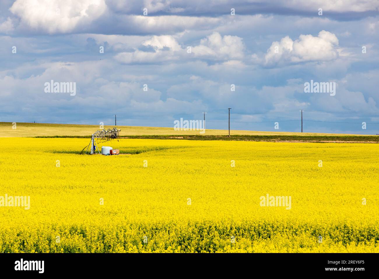 Canola or Rapeseed crop growing in Eastern Washington Stock Photo - Alamy