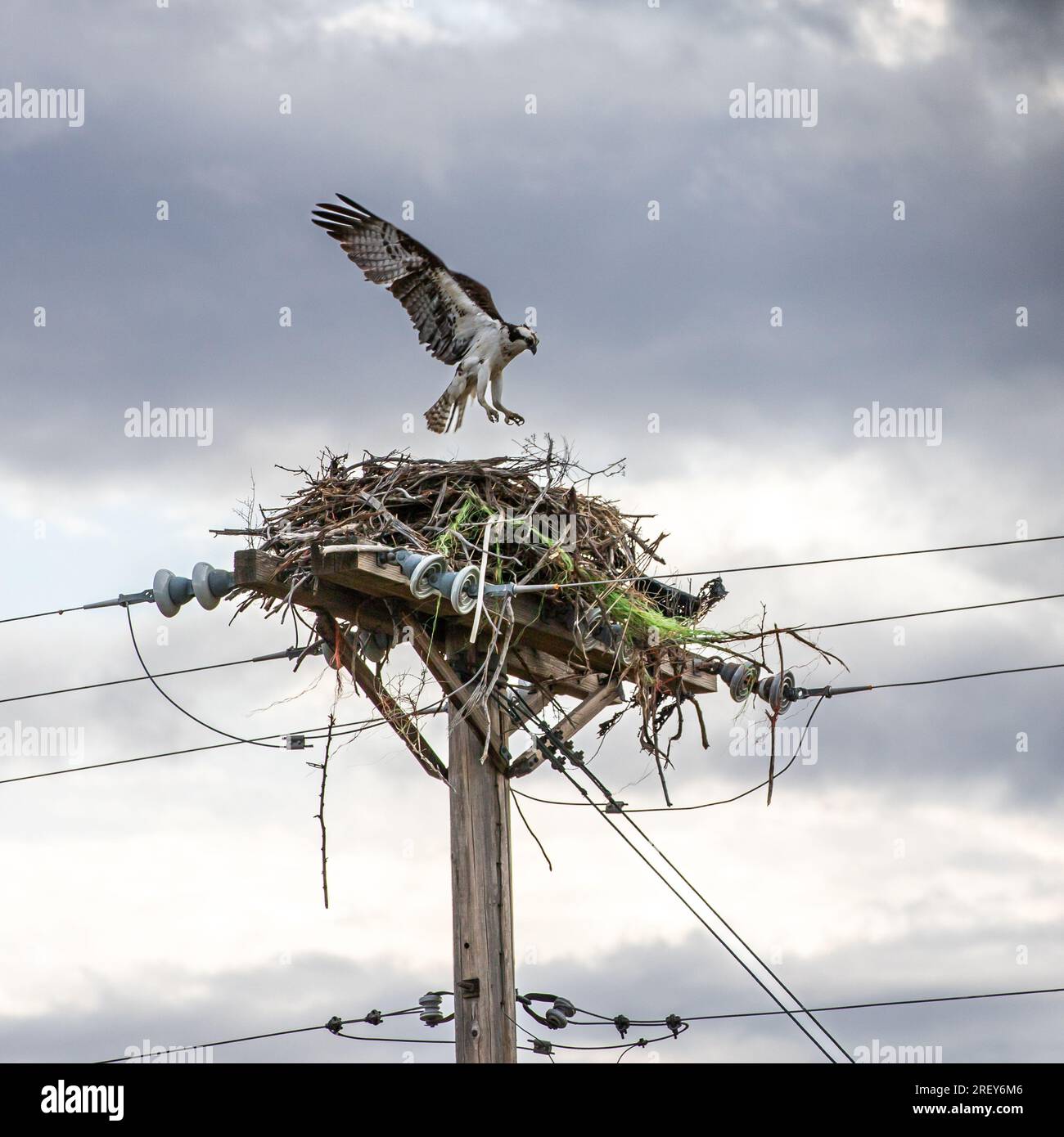 Osprey Bird of Prey landing in her nest on a telephone pole in Eastern ...