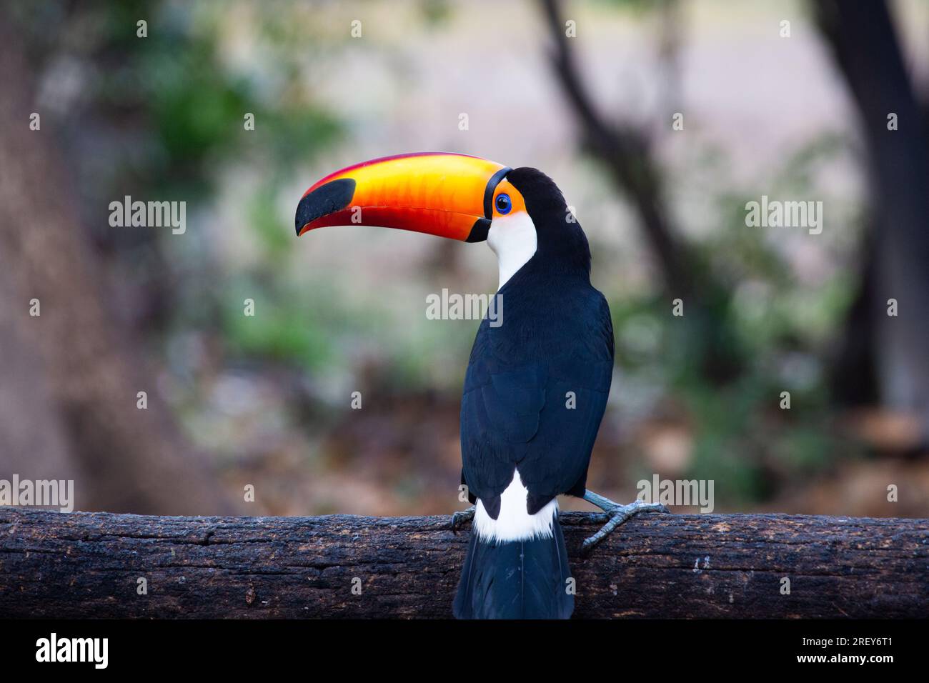 Pantanal brazil toucan hi-res stock photography and images - Alamy