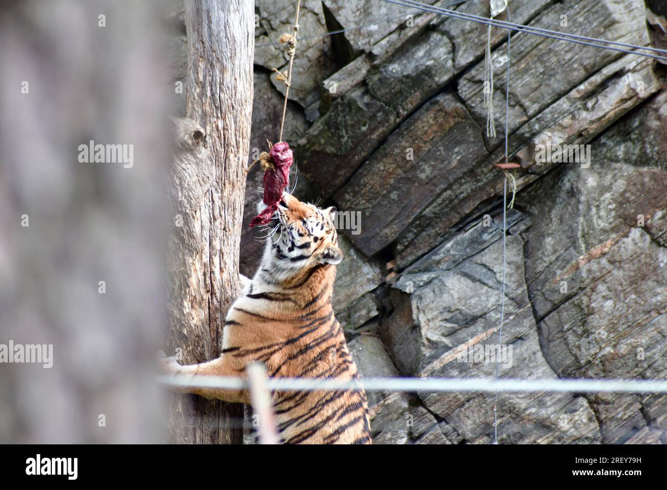Tiger holding on to a tree to grab food from string above in the Zoo in ...