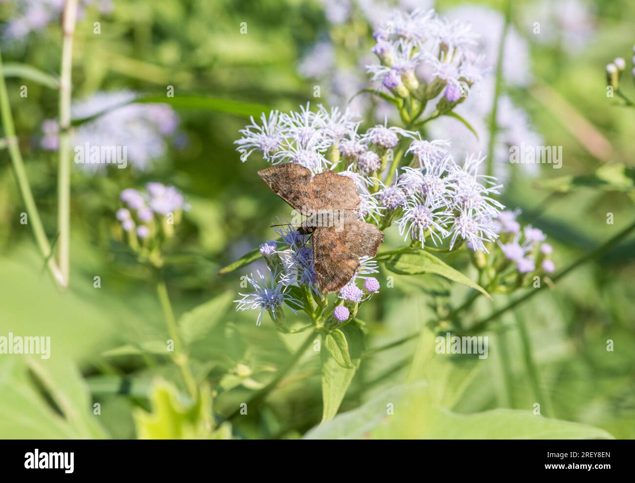 A foraging Spurwing (Antigonus erosus) in Mexico Stock Photo - Alamy