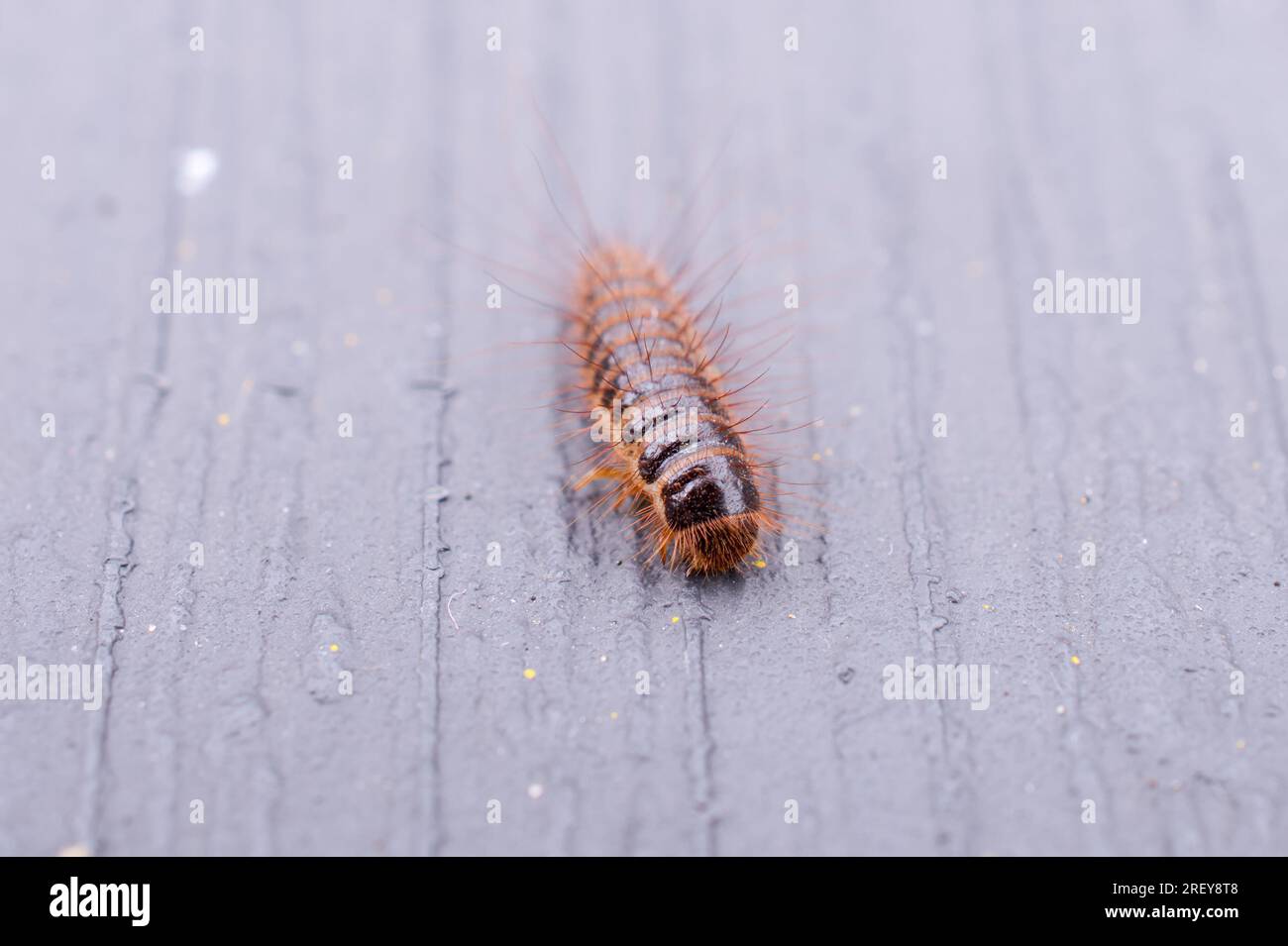 Larva dermestes lardarius hi-res stock photography and images - Alamy