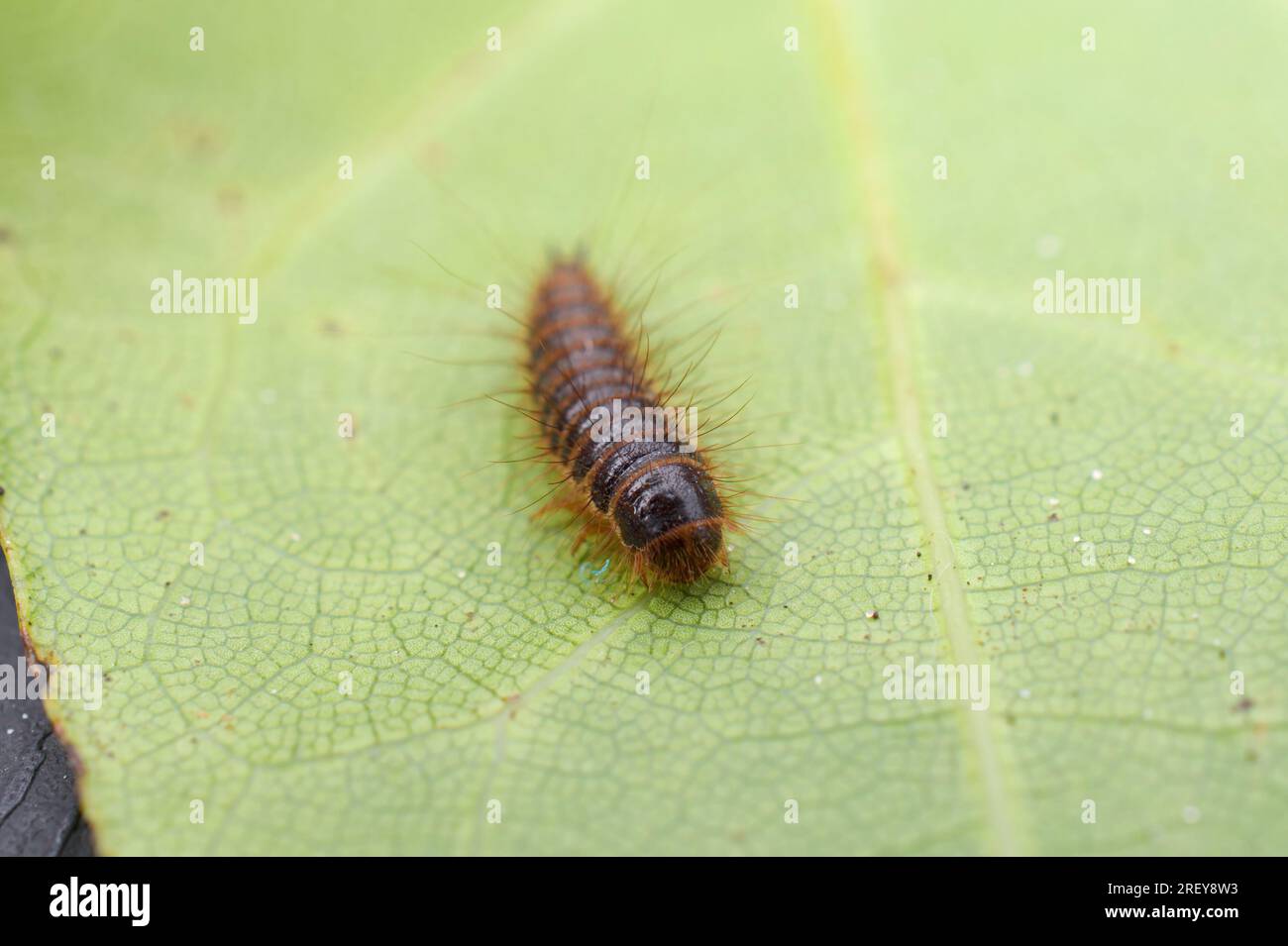 Larder beetle (or moisture bug), Dermestes lardarius larvae, Manchester ...