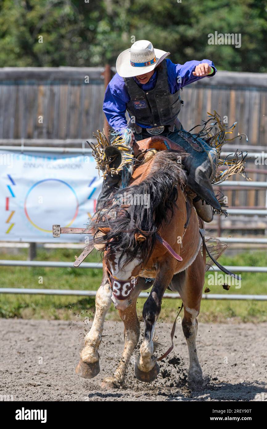 Saddle Bronc rider at the Tsuut’ina Nation Rodeo, Alberta Canada Stock ...
