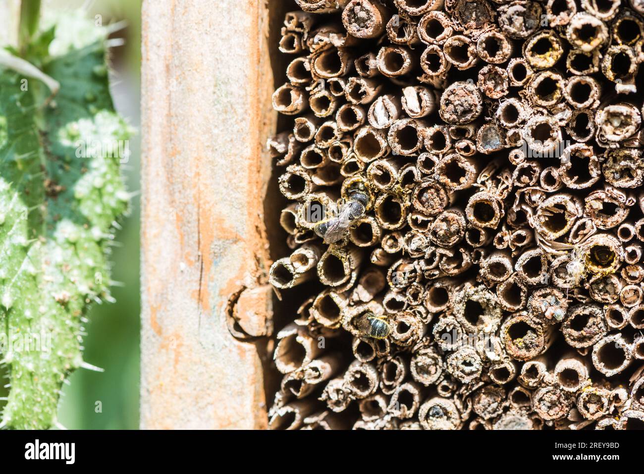 Nesting Large Headed Resin Bee (Heriades truncorum). Once a rare ...