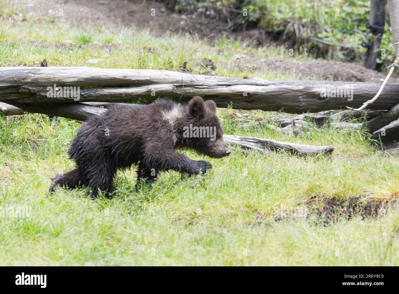 Brown bear baby cub walking in a green grass meadow. Space for text ...