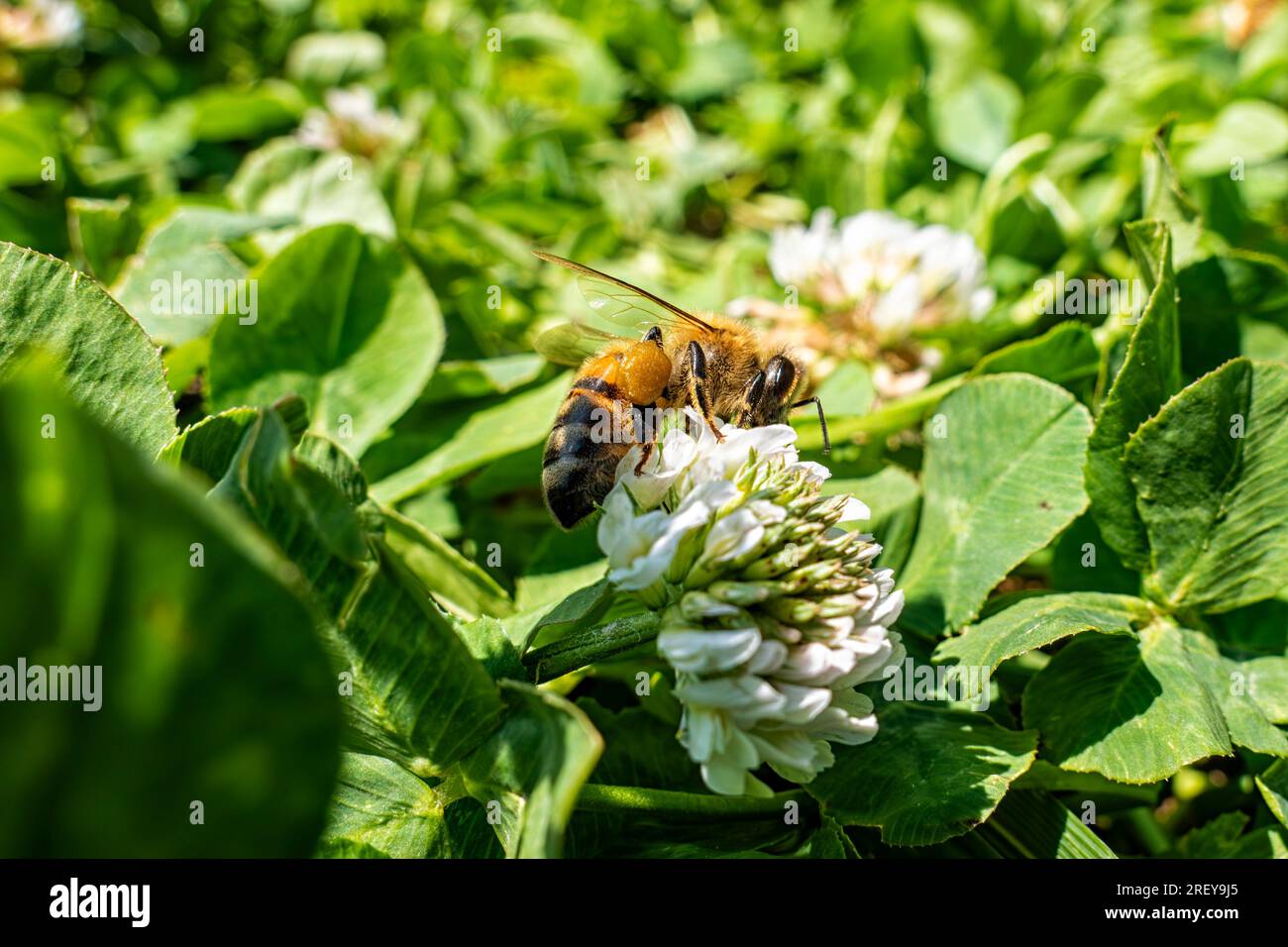 Bee flying on a flower Stock Photo - Alamy