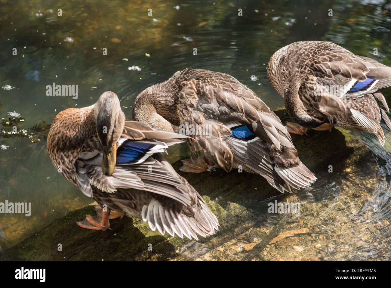 Young mallards hi-res stock photography and images - Alamy