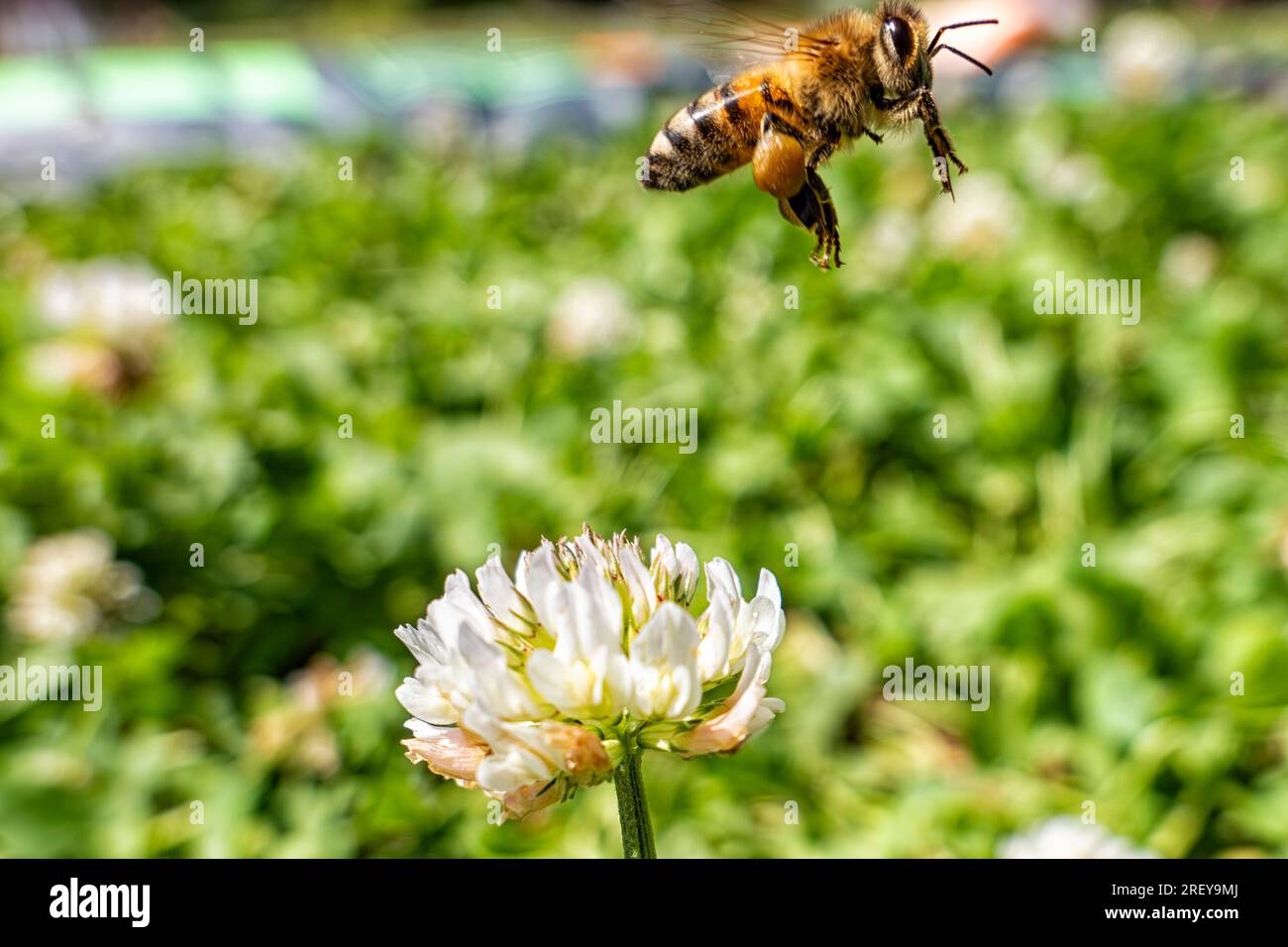 Bee flying on a flower Stock Photo - Alamy