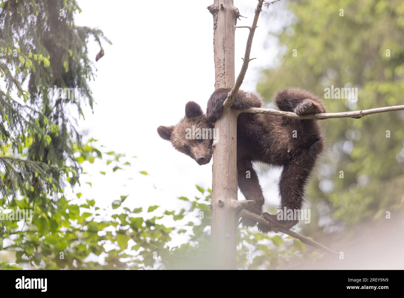 Funny brown bear cub sitting in weird position on top af a spruce tree ...