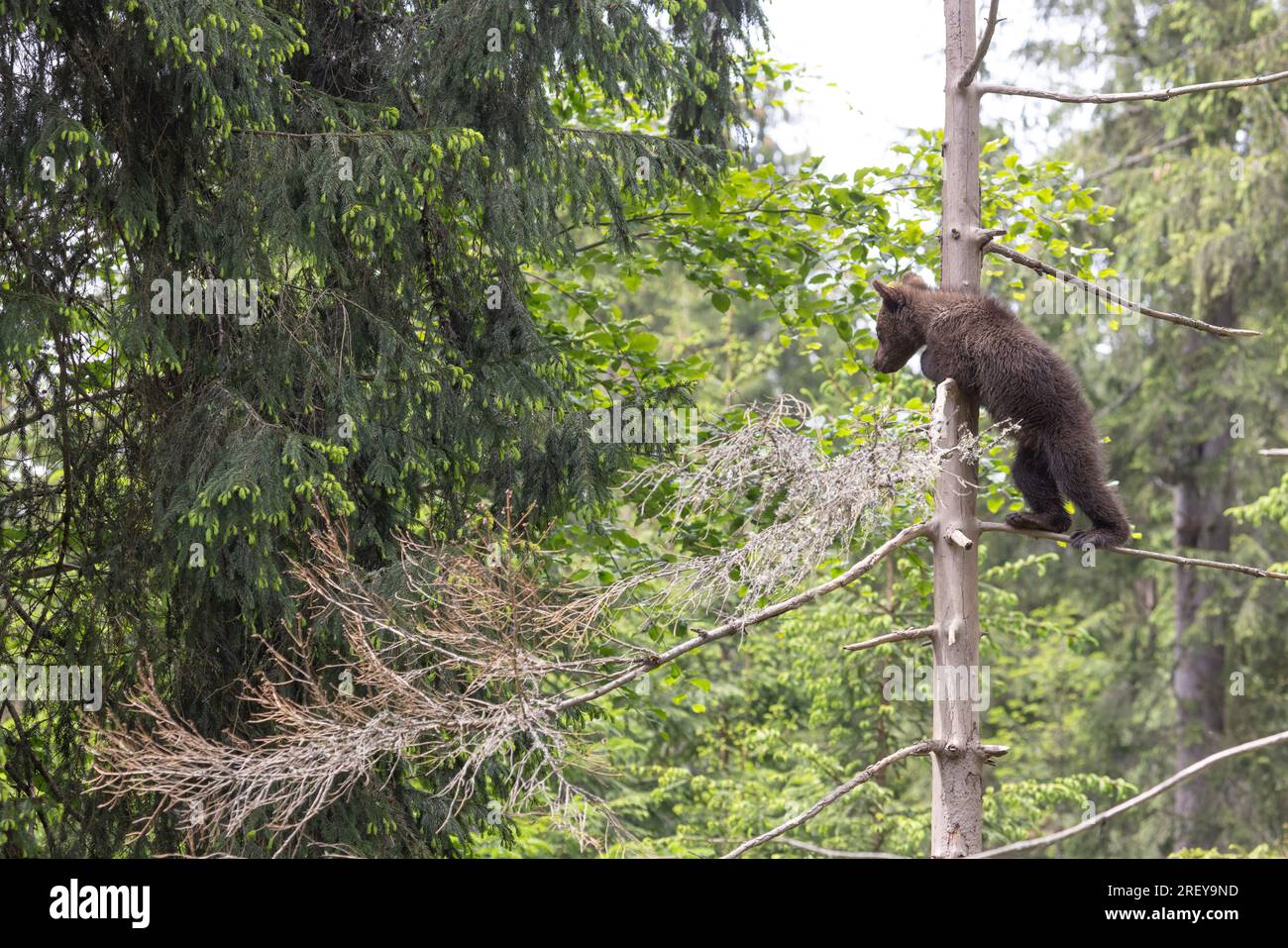 Funny brown bear cub sitting on top of a spruce tree in geen forest ...