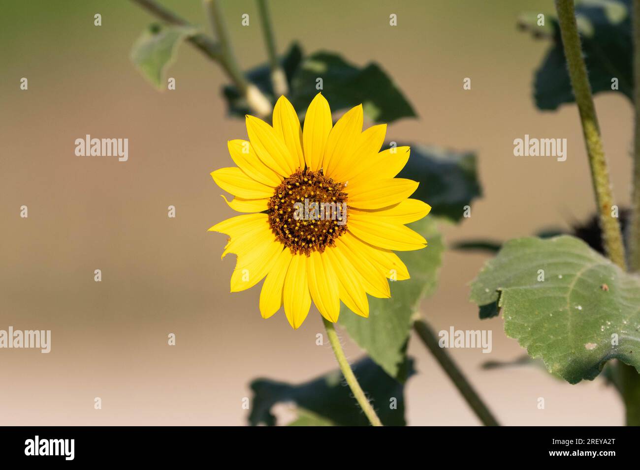 Perennial sunflower stem hi-res stock photography and images - Alamy