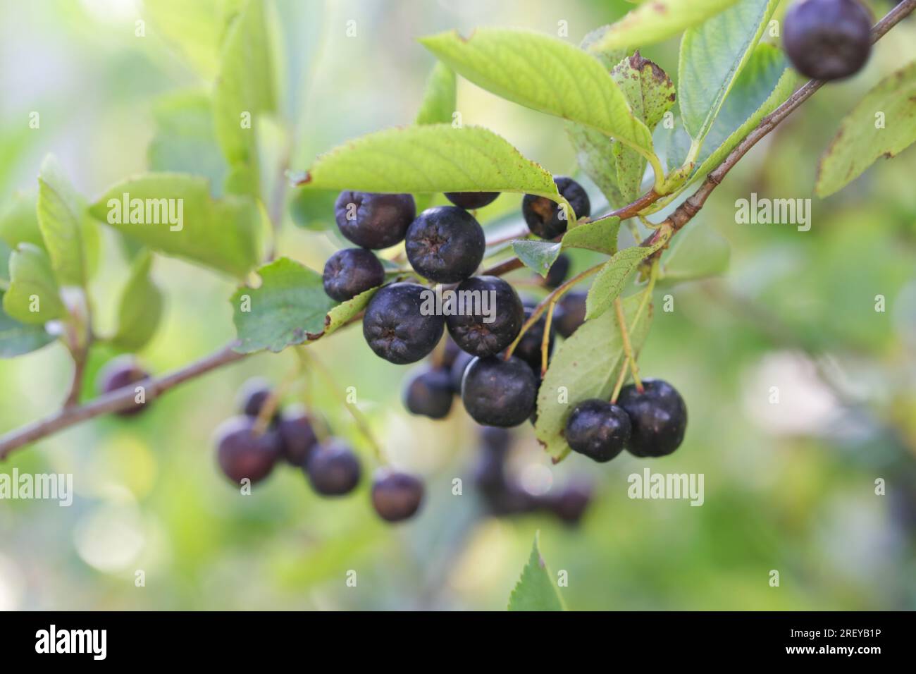 Aronia berry bush - superfruit that boosts your body’s immune system to ...