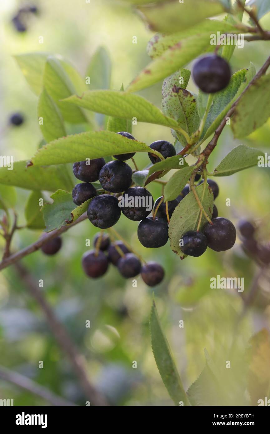 Aronia berry bush - superfruit that boosts your body’s immune system to ...