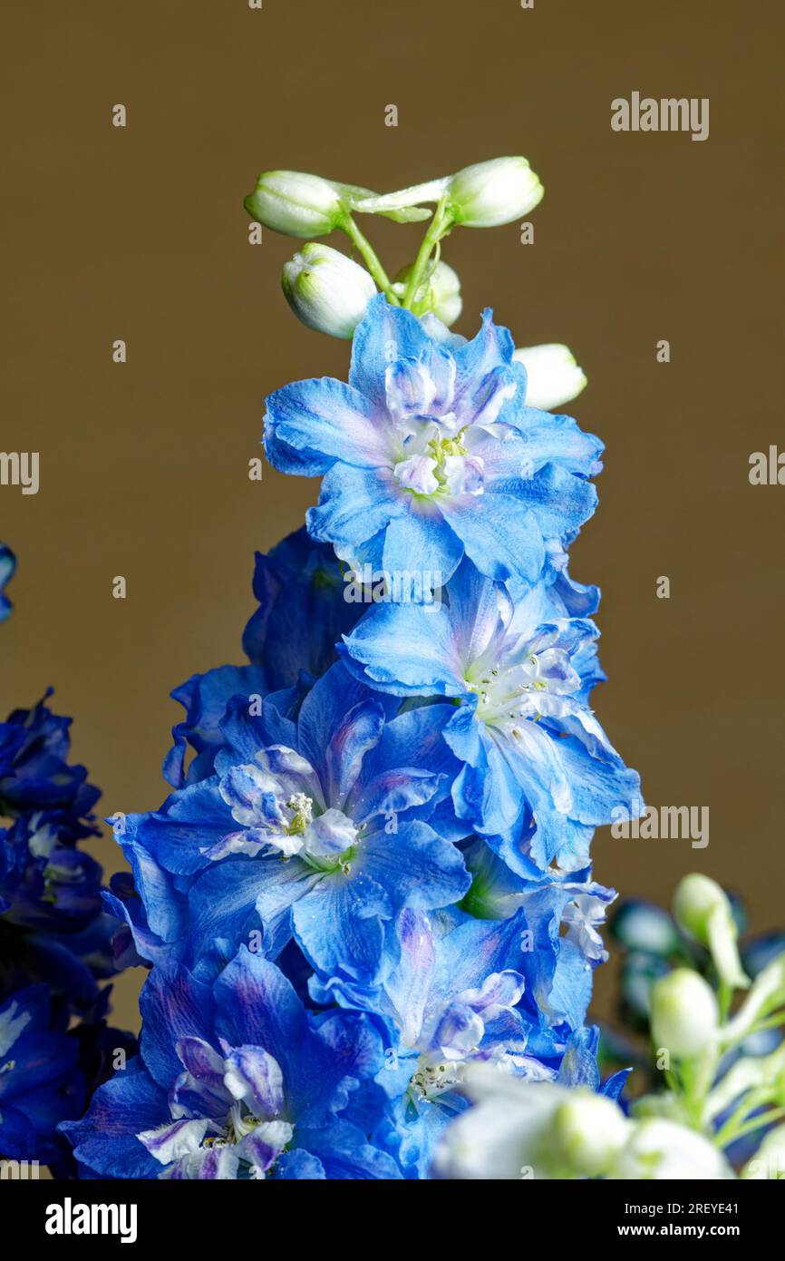 Detail Of Flowers Ranunculus Flowers Of Larkspur Delphinium Stock
