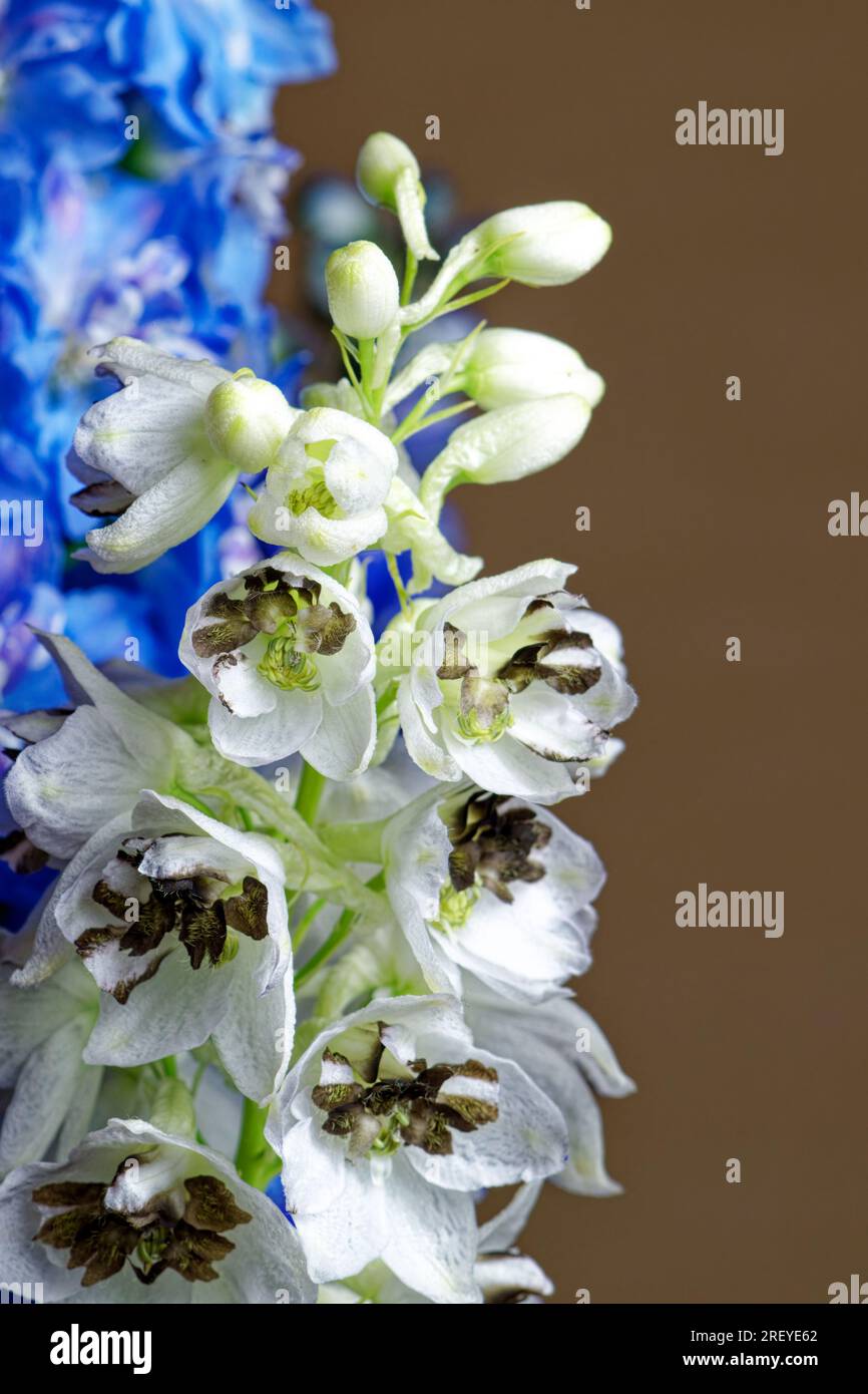 Detail Of Flowers Ranunculus Flowers Of Larkspur Delphinium Stock